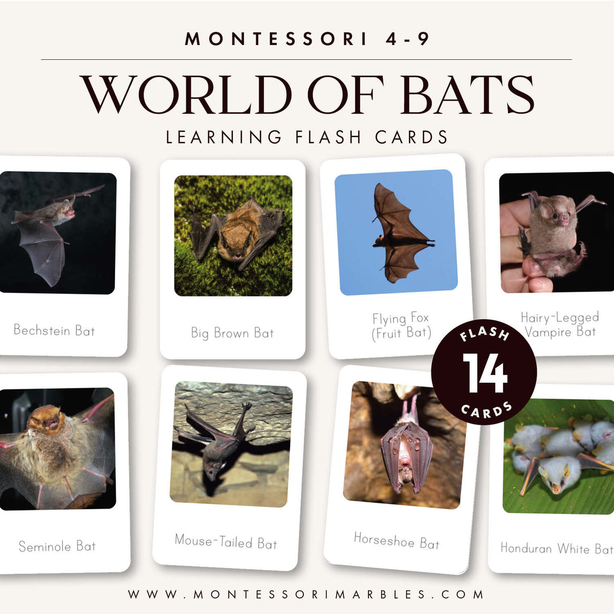 Bat Flash Cards | 14 Nocturnal Animals Real Photos Ages 4-10 Halloween ...