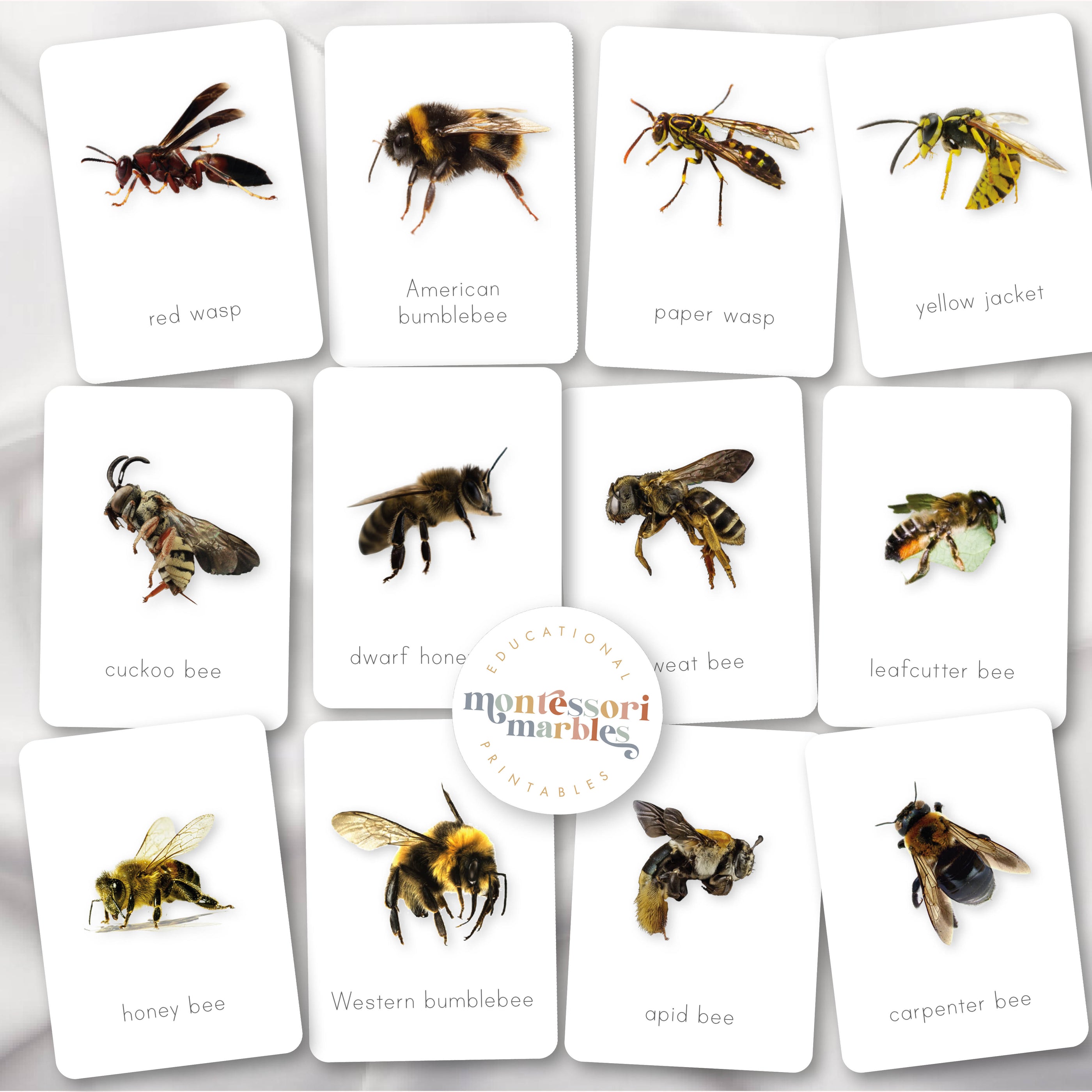 Bee Nomenclature Cards | 3-Part Insect Vocabulary Ages 4-8 Spring PDF ...