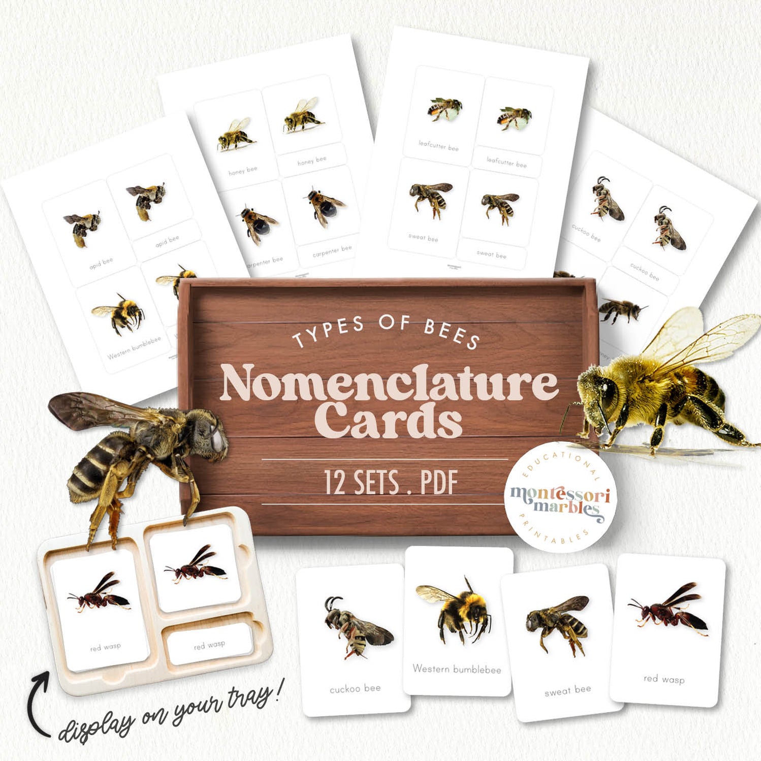 Bee Nomenclature Cards | 3-Part Insect Vocabulary Ages 4-8 Spring PDF ...