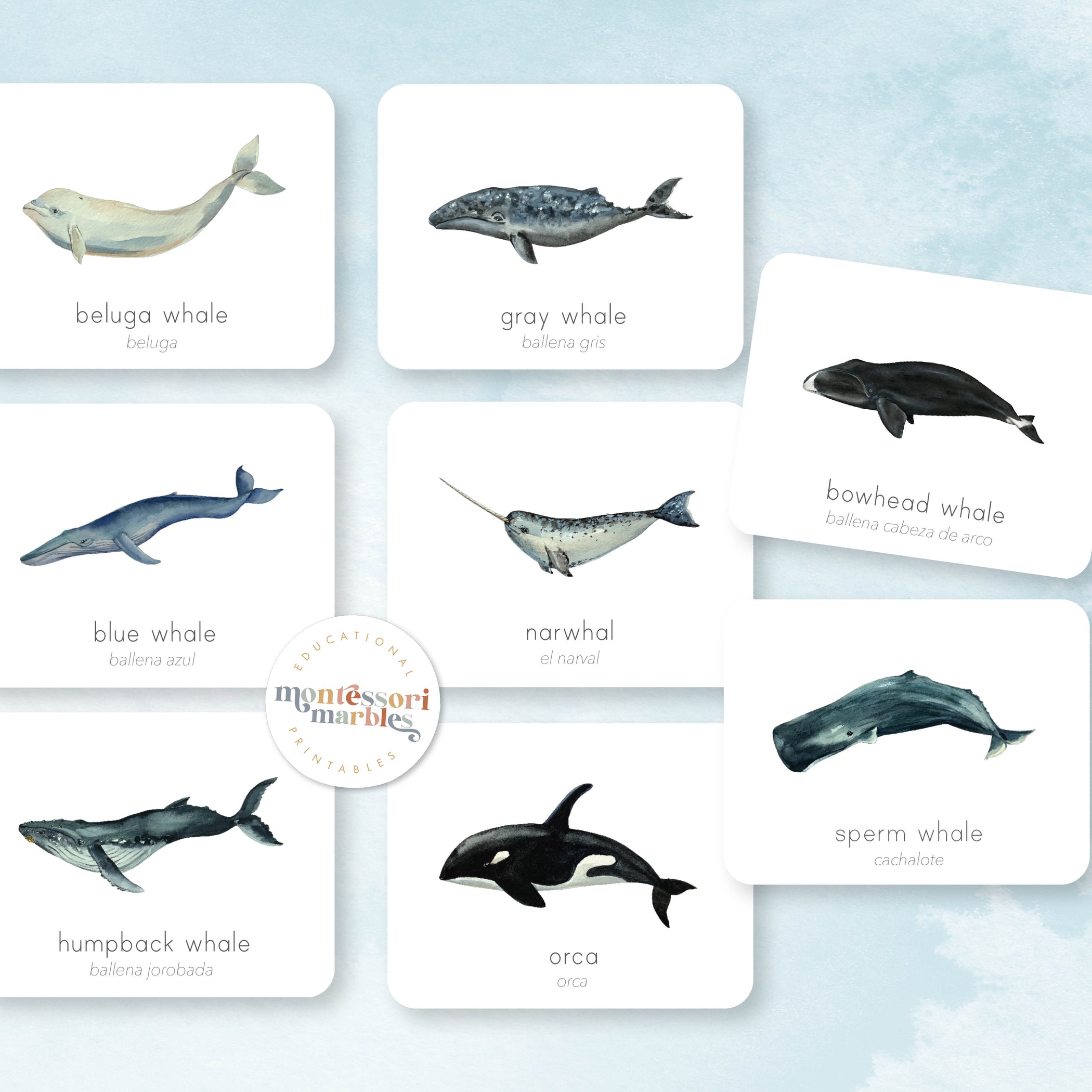 Whales Flash Cards Bilingual | English Spanish 8 Species Ages 3-8 Ocean ...