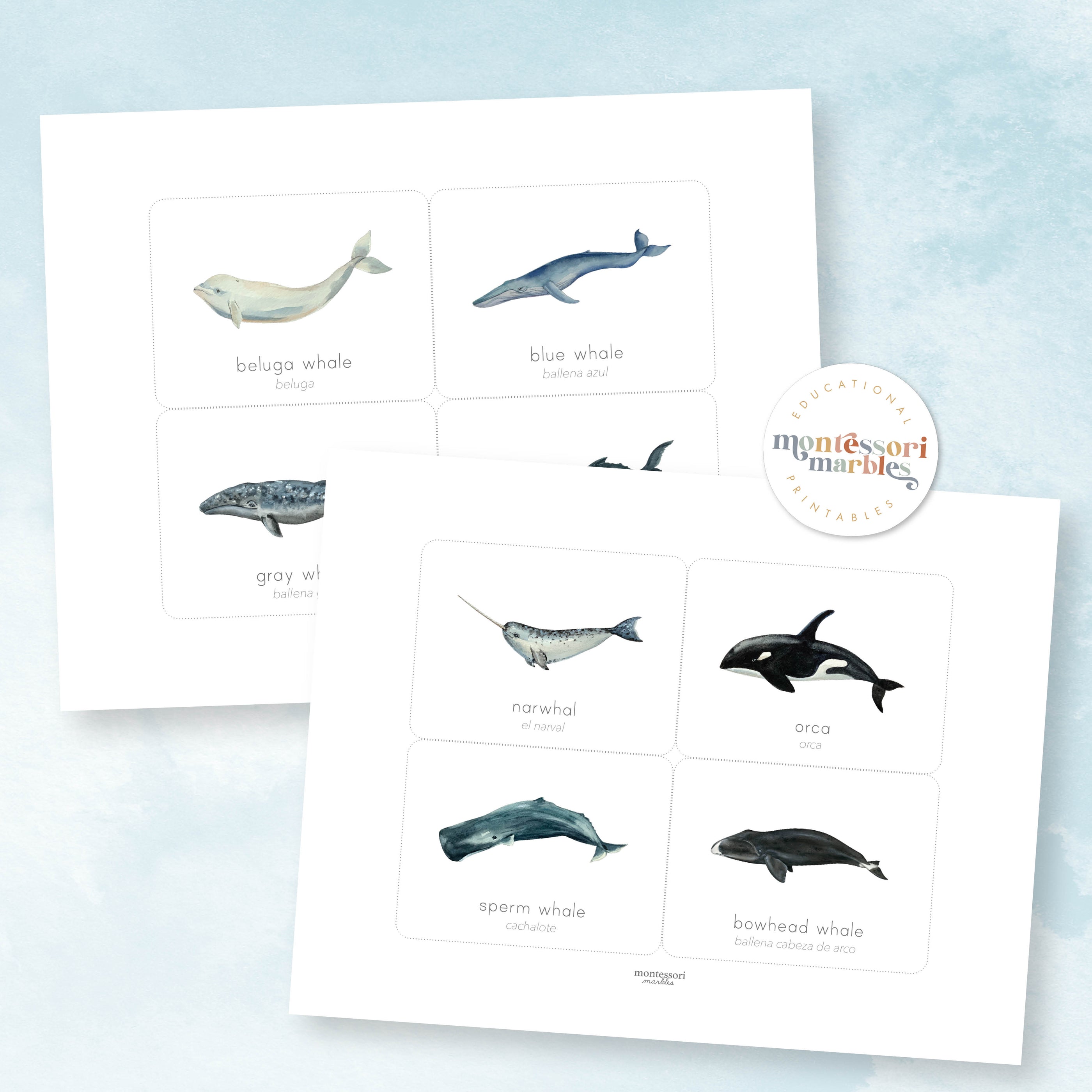 Whales Flash Cards Bilingual | English Spanish 8 Species Ages 3-8 Ocean ...