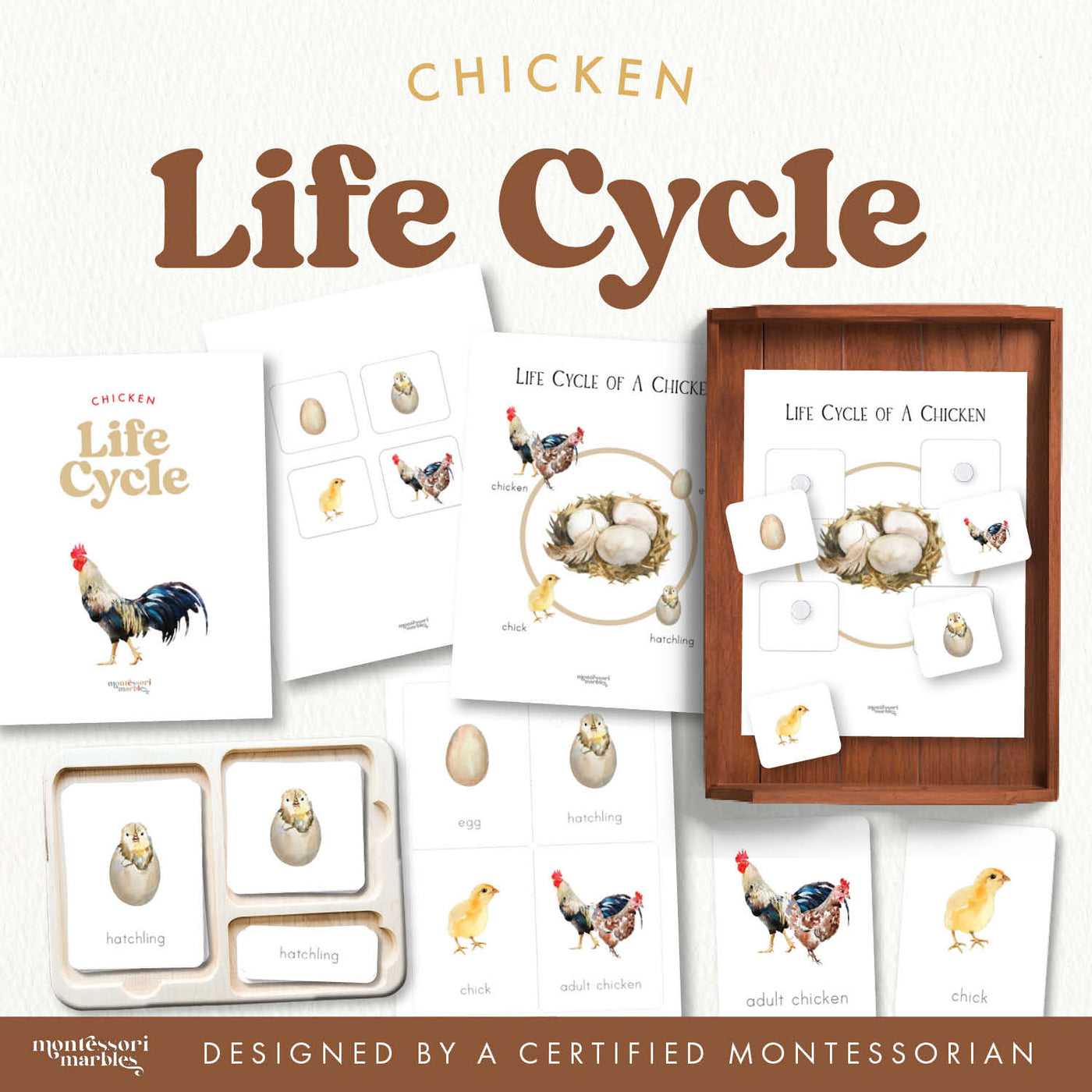 Chicken Life Cycle Cards | Farm Animal Science Ages 3-7 Montessori PDF ...