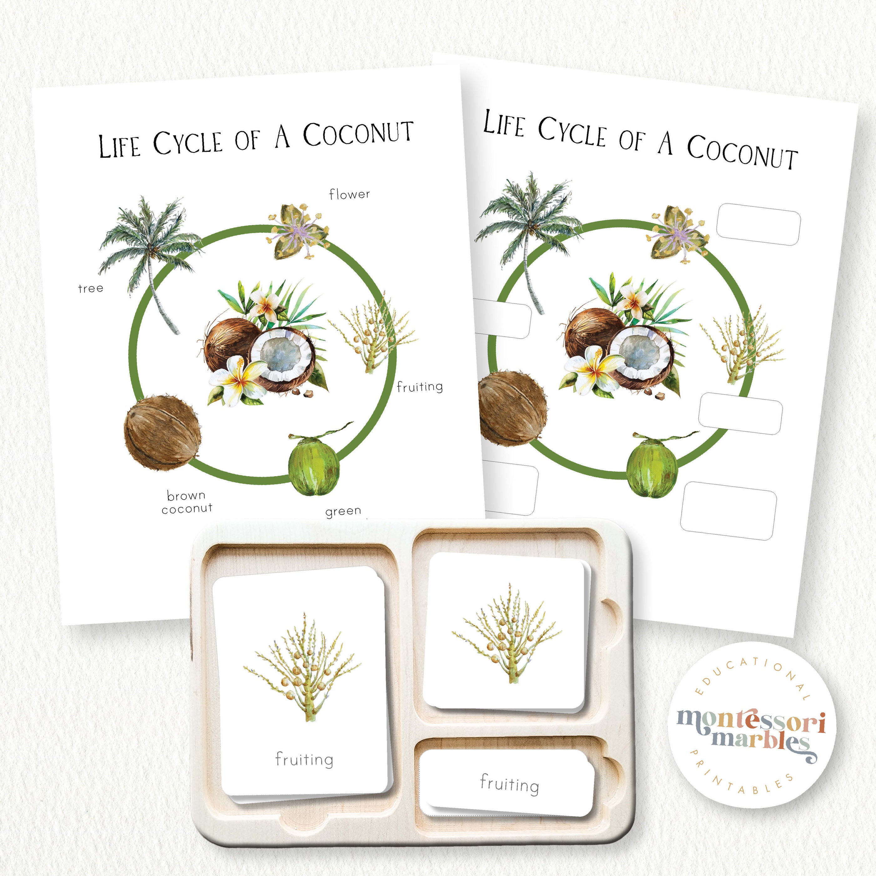 Coconut Life Cycle Cards | Montessori 3-Part Nomenclature Botany 3-9 ...