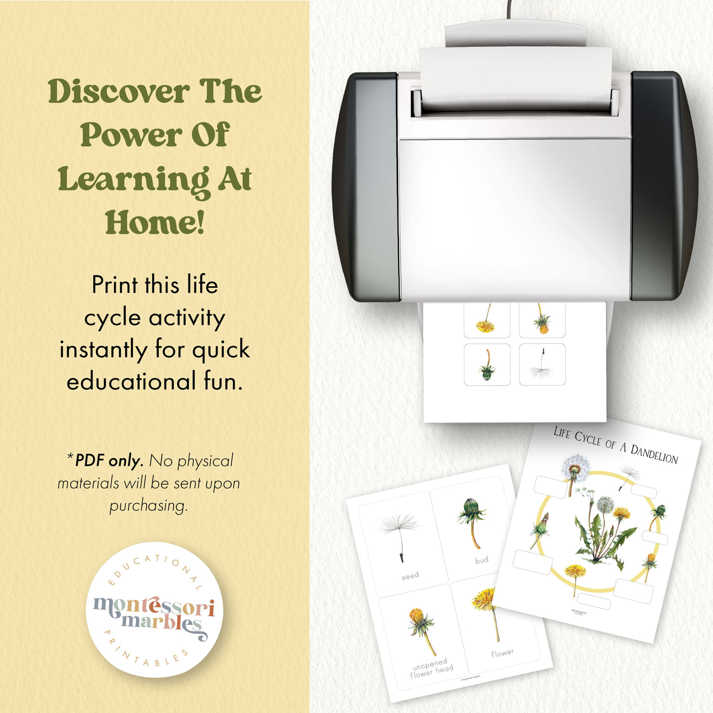 Dandelion Life Cycle | Montessori Plant Science Botany Activity 3-9 ...