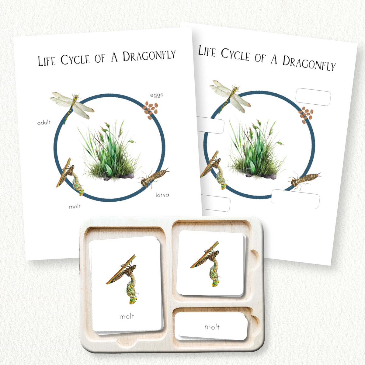 Dragonfly Life Cycle | Montessori Printable Activity Resources ...