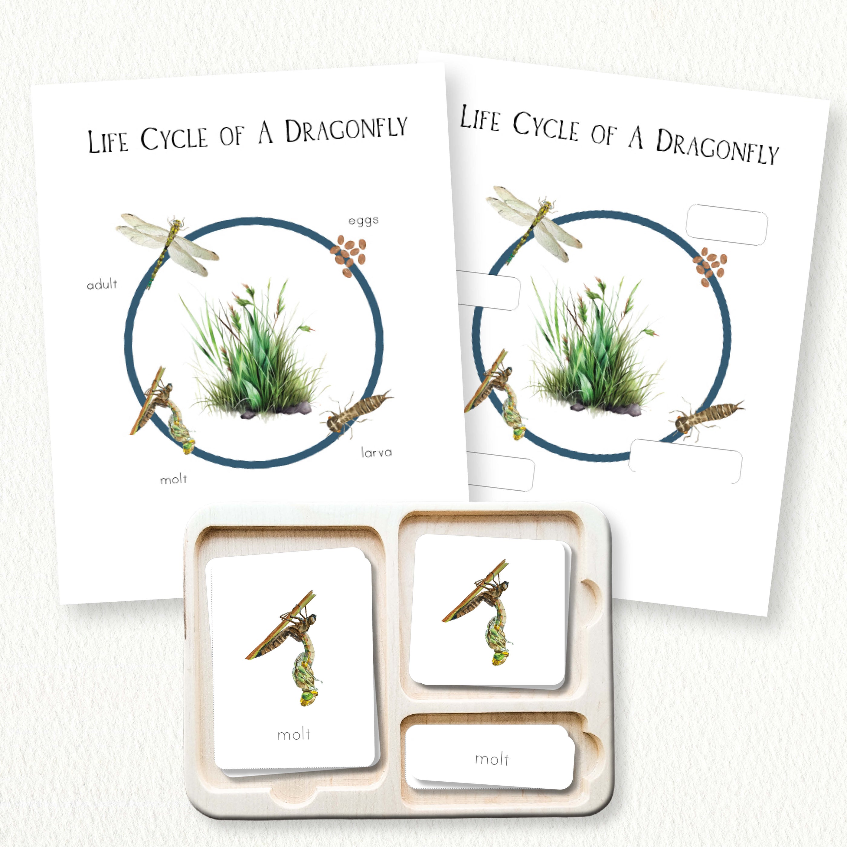 Dragonfly Life Cycle | Montessori Insect Science Nomenclature Ages 3-9 ...