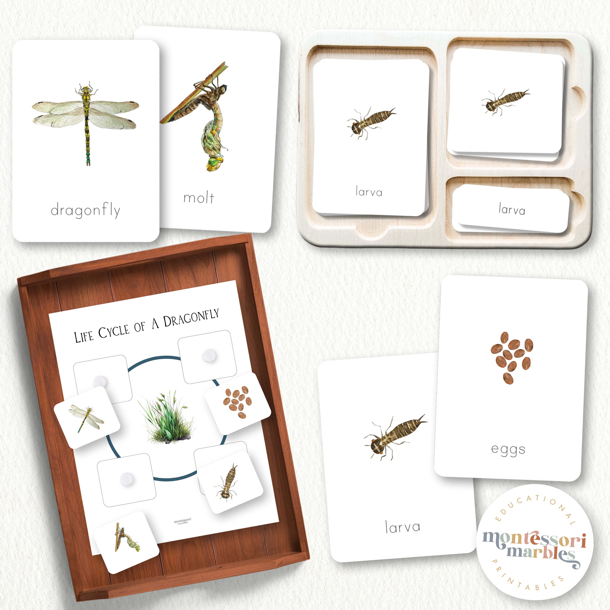 Dragonfly Life Cycle | Montessori Insect Science Nomenclature Ages 3-9 ...