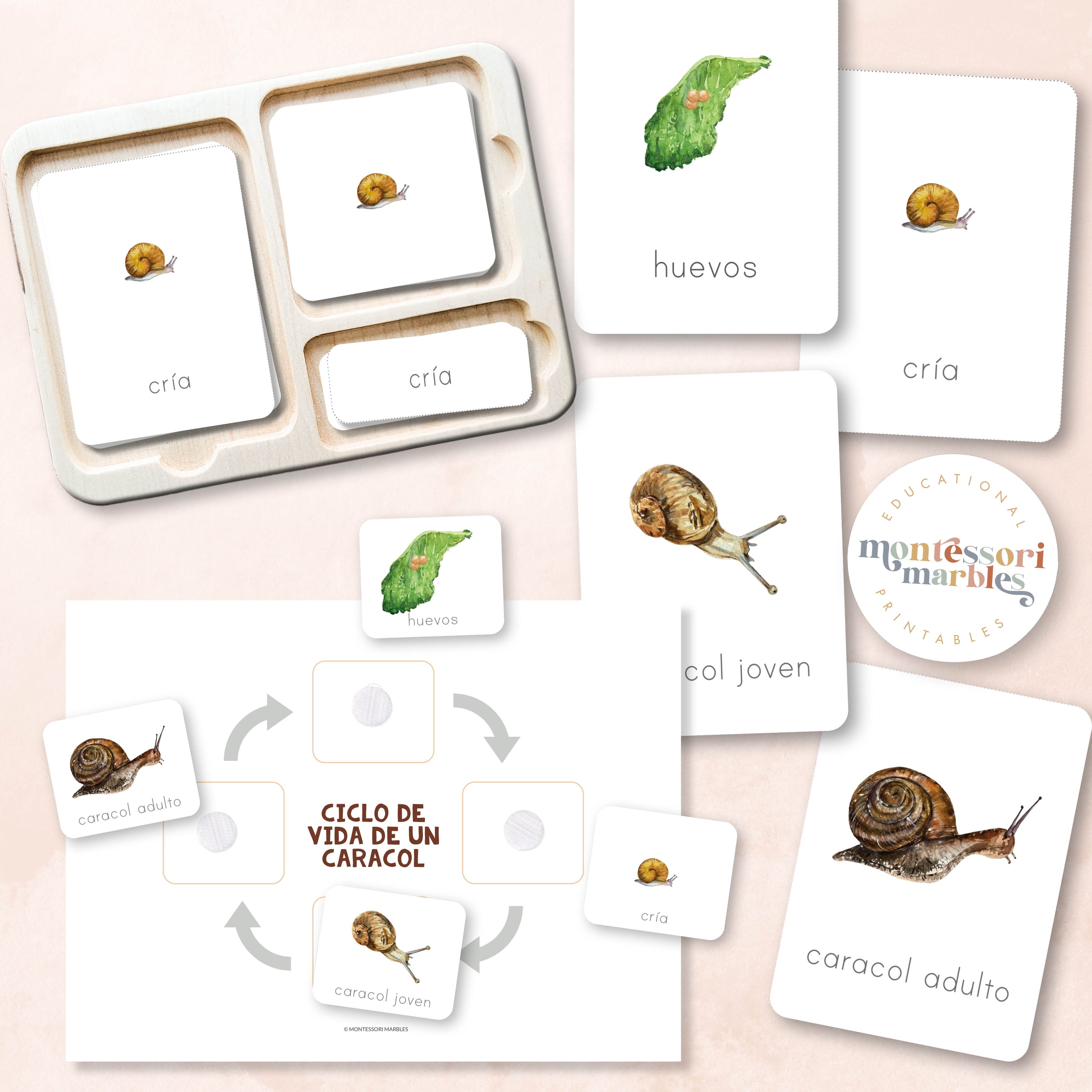 Ciclo de Vida Caracol | Spanish Life Cycle Snail Cards PDF Ages 6-9 ...
