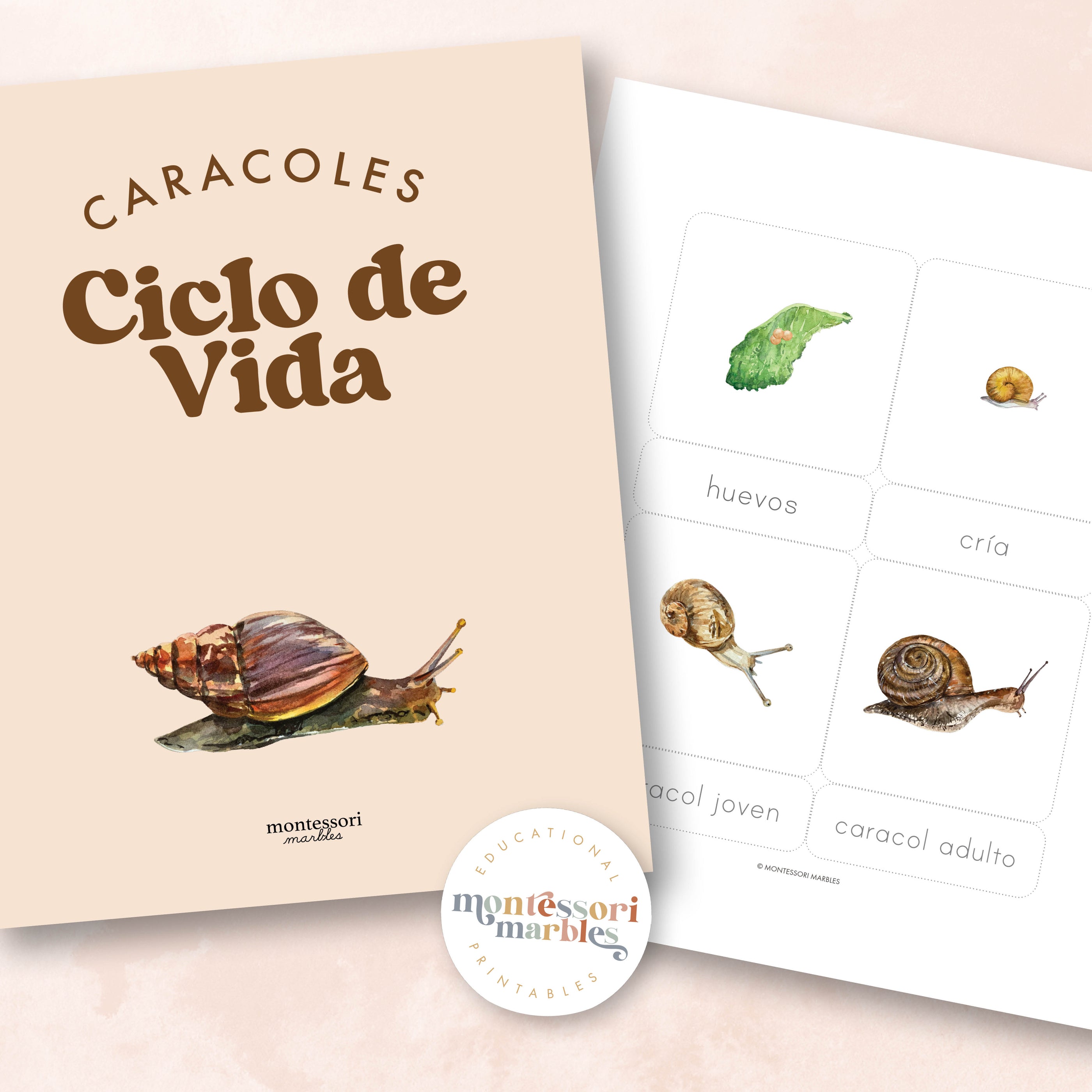 Ciclo de Vida Caracol | Spanish Life Cycle Snail Cards PDF Ages 6-9 ...