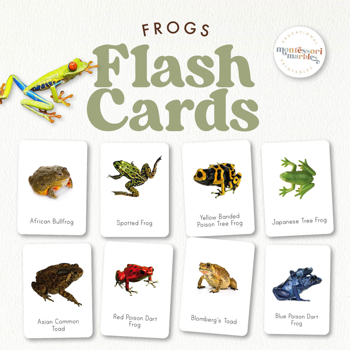Frogs Flash Cards | 16 Frog Species Real Photos Amphibians Ages 4-10 ...