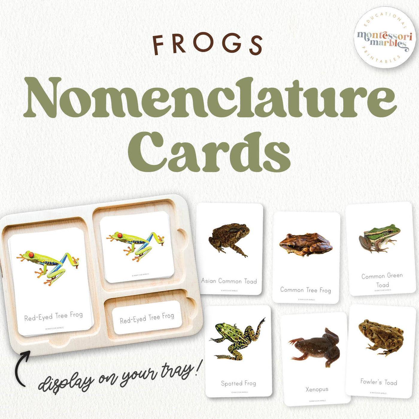 Frogs Nomenclature Cards | 16 3-Part Amphibian Species Cards Ages 4-8 ...