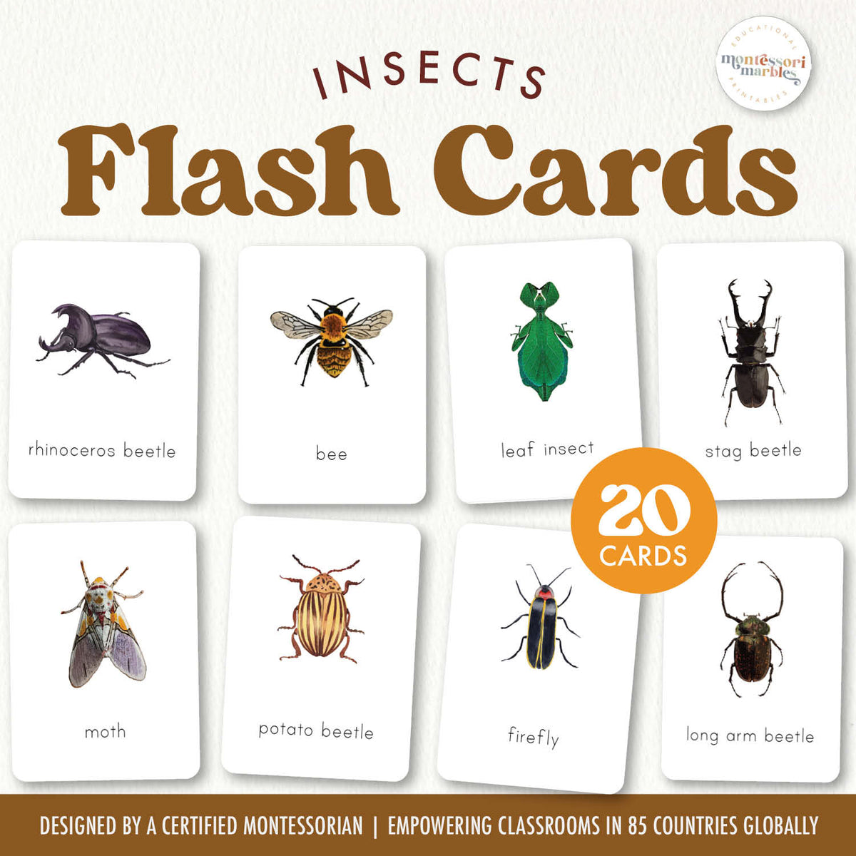 Insects Flash Cards | 20 Bug Species Real Photos Nature Study Ages 3-6 ...
