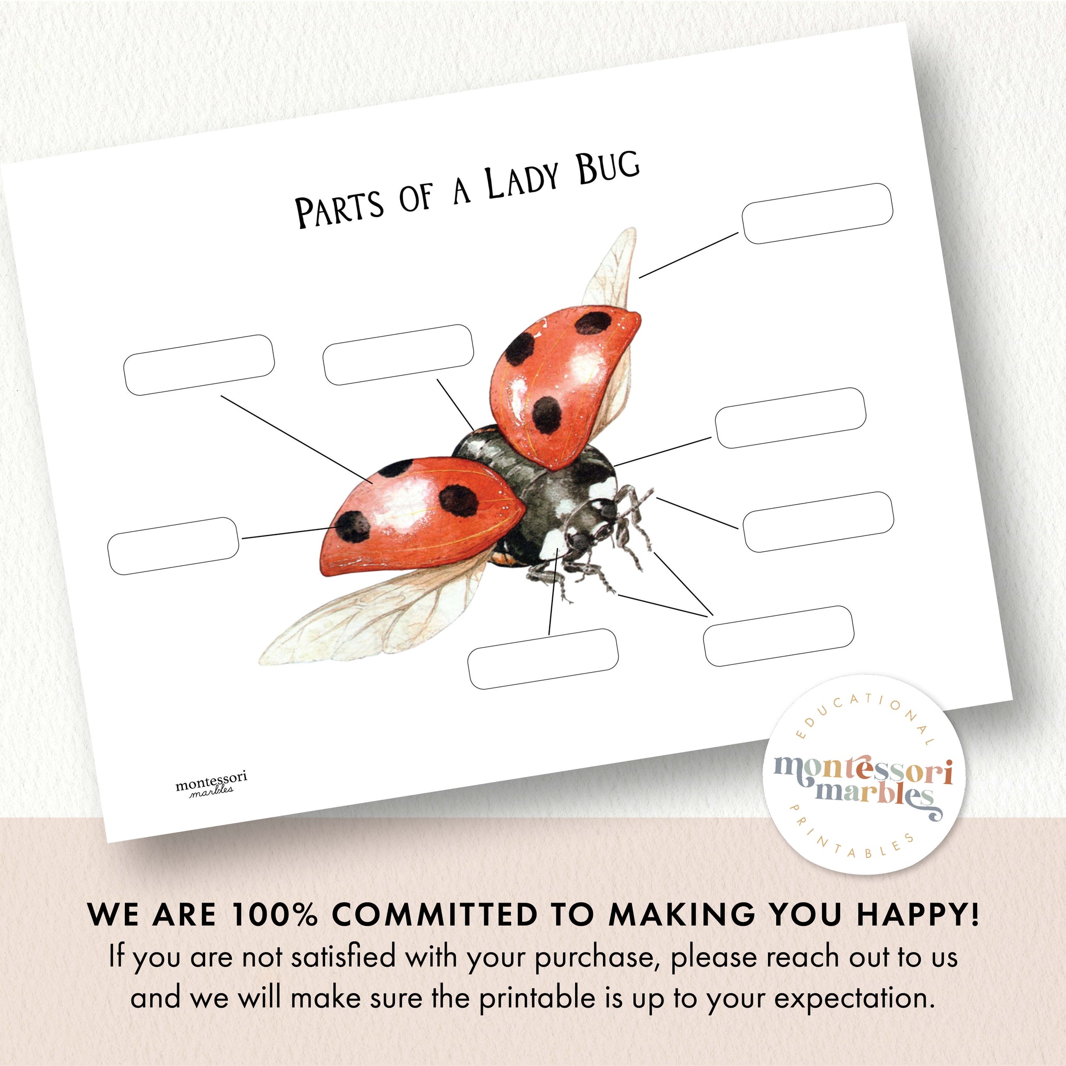 Parts of a Ladybug | 2 Pages Labeling Poster Insect Anatomy Ages 5-8 ...