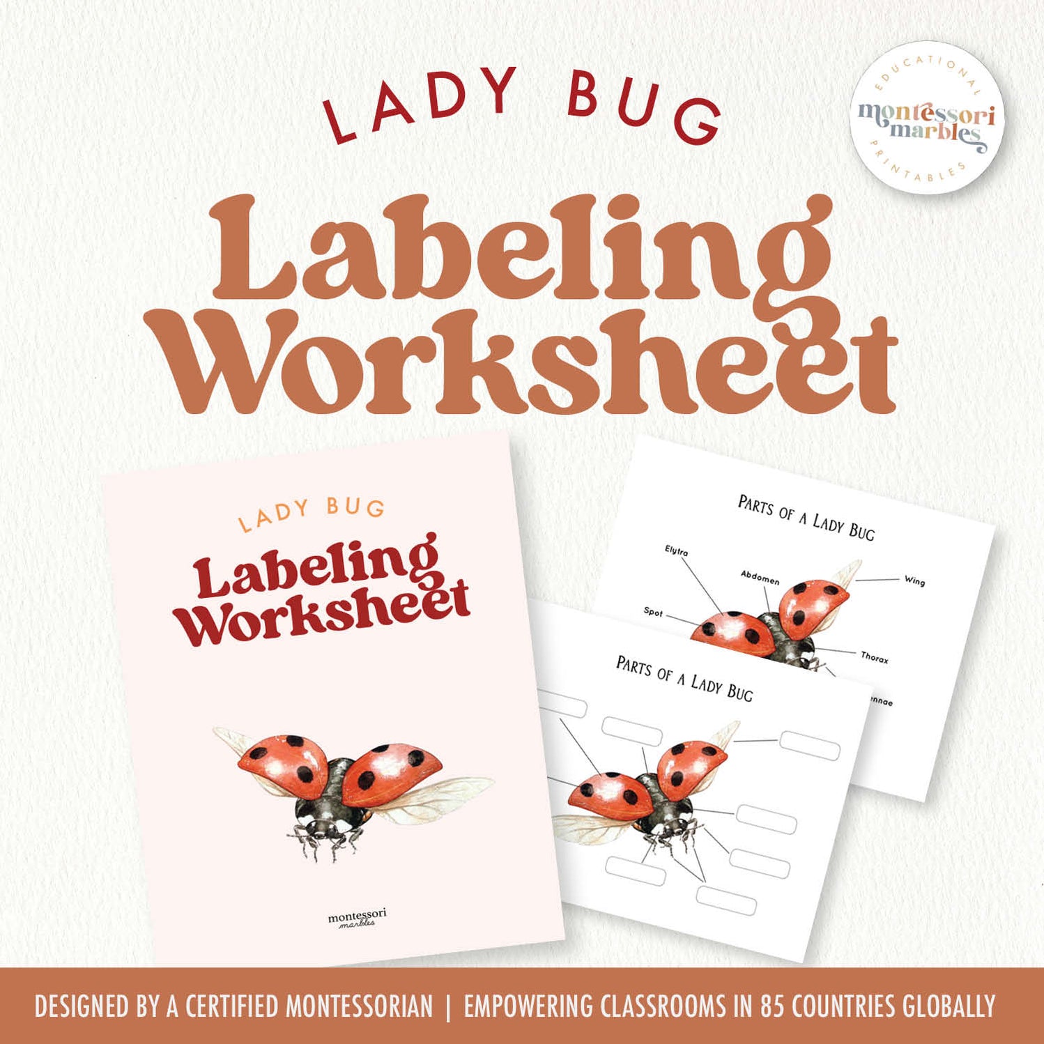 Parts of a Ladybug | 2 Pages Labeling Poster Insect Anatomy Ages 5-8 ...