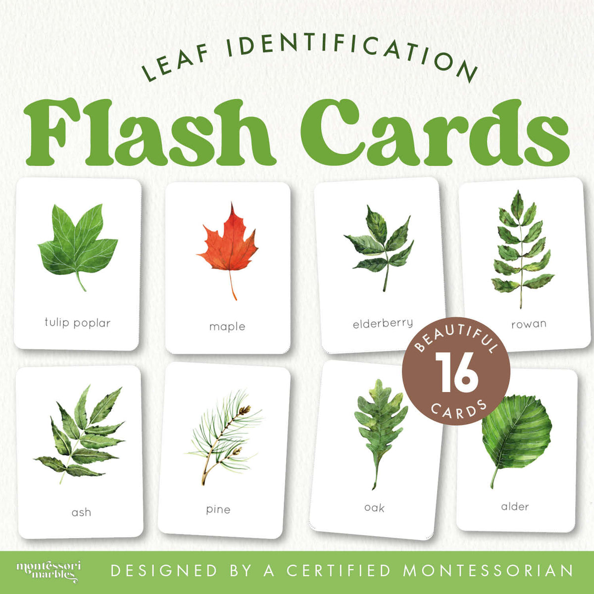 Leaf Identification Flash Cards | 16 Fall Autumn Nature Study Ages 3-6 ...