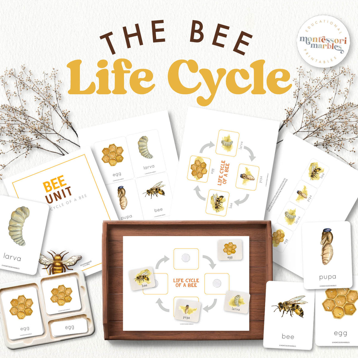Bee Life Cycle Cards | Insect Science Activity Ages 5-9 Pollinators ...