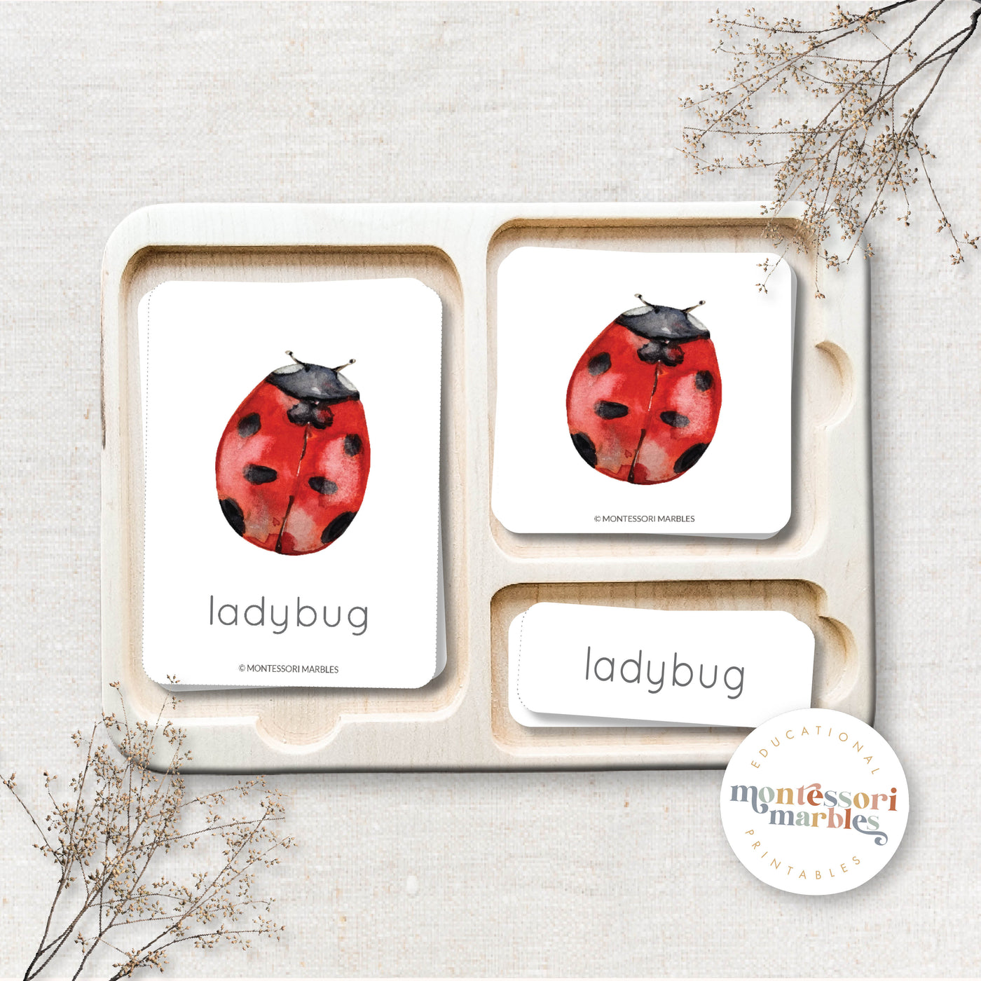 Ladybug Life Cycle | Flash Cards Nomenclature Science Activity Ages 4-7 ...