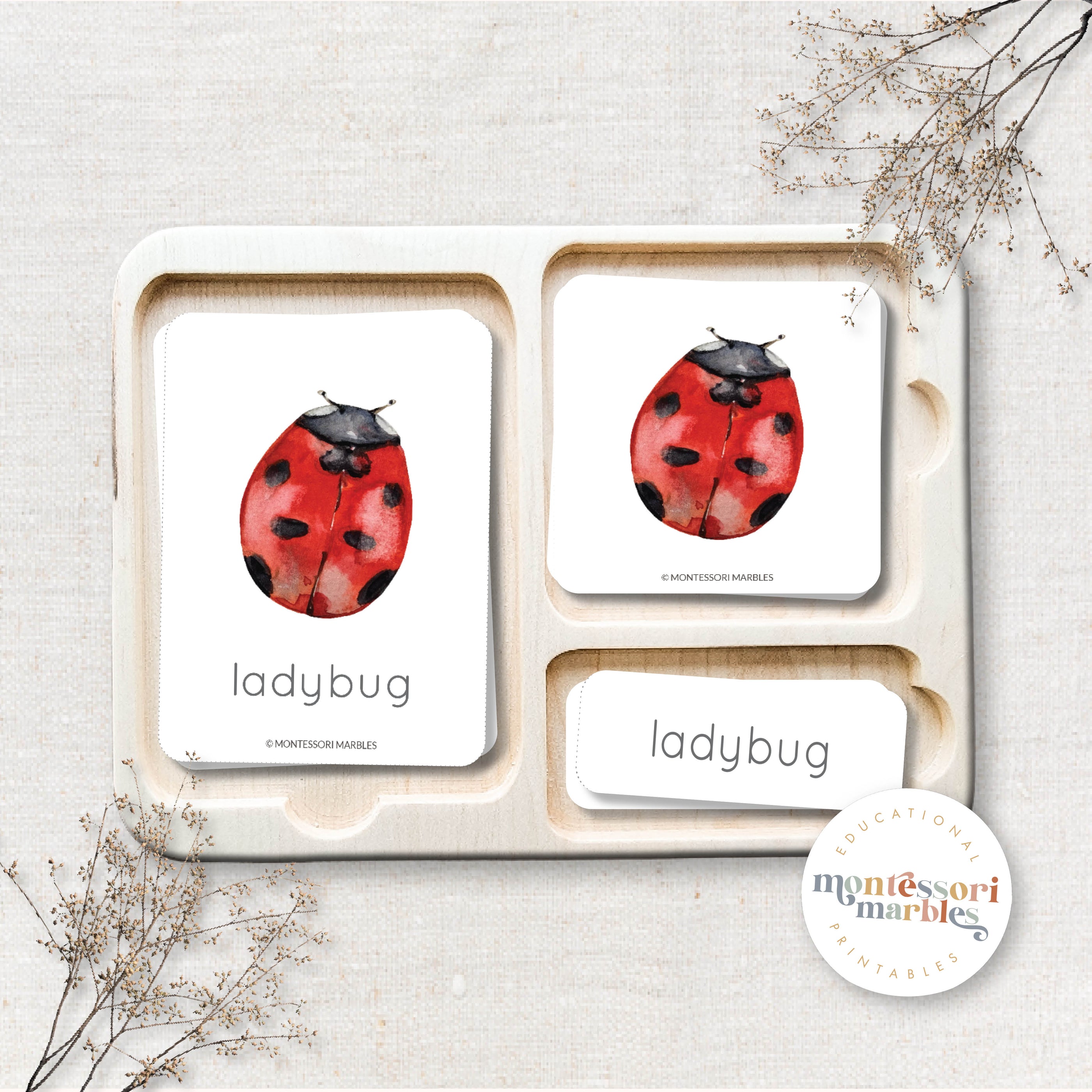 Ladybug Life Cycle | Flash Cards Nomenclature Science Activity Ages 4-7 ...