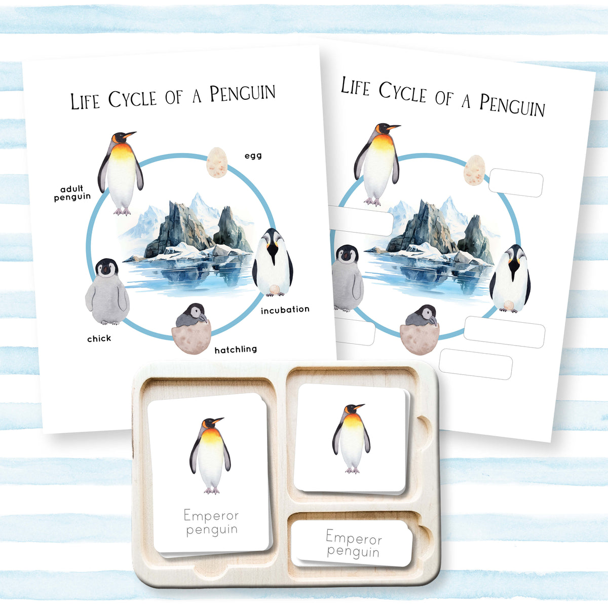 Penguin Life Cycle | Montessori Printable Activity Resources ...