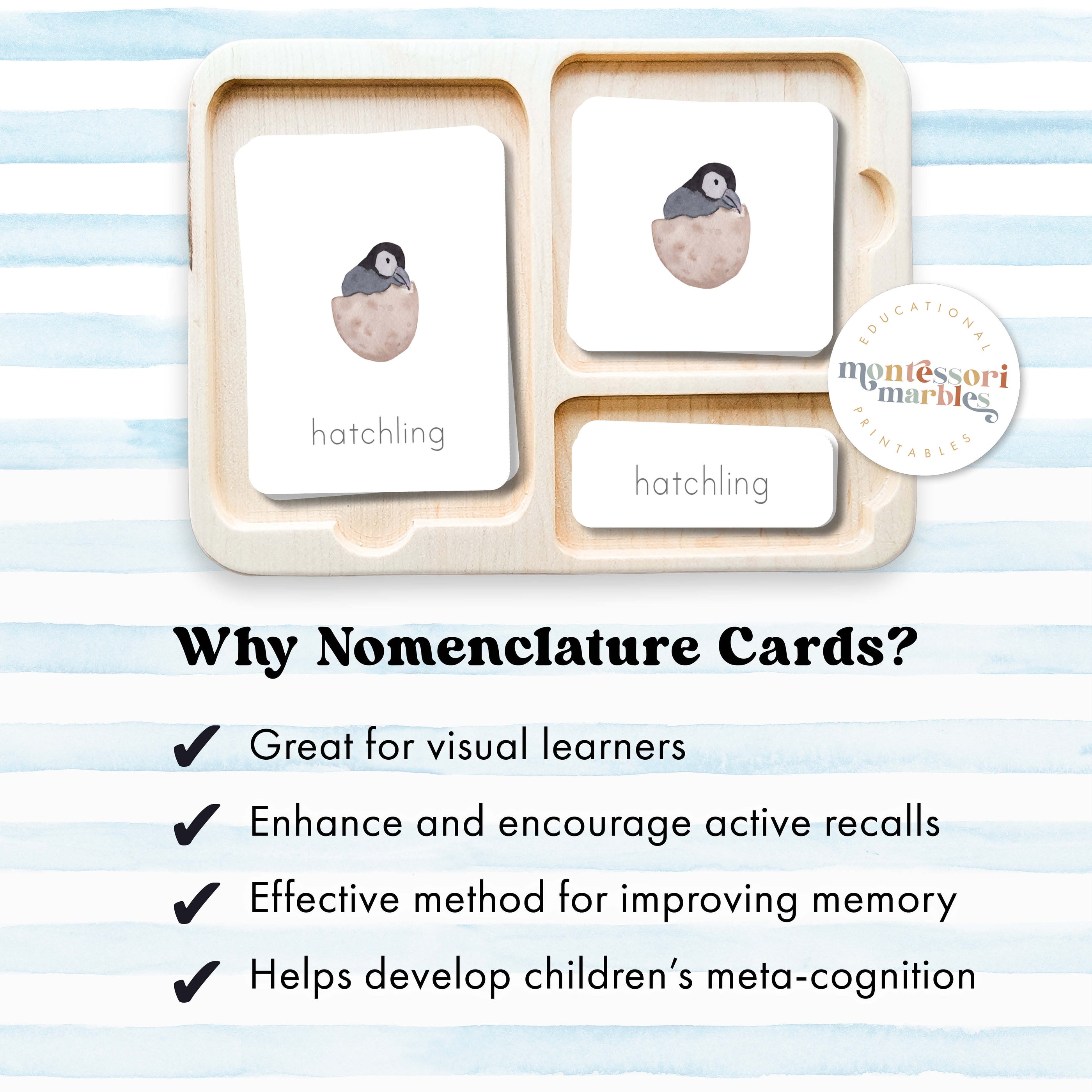 Penguin Life Cycle | Nomenclature Cards Antarctica Science Ages 4-8 ...