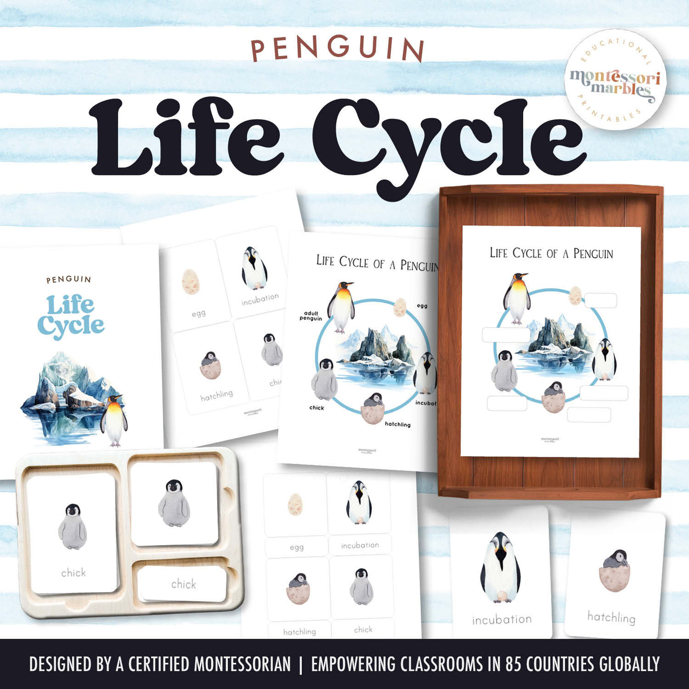 Penguin Life Cycle | Nomenclature Cards Antarctica Science Ages 4-8 ...