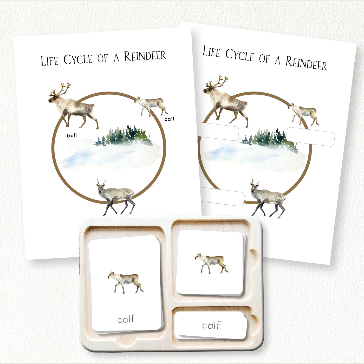 Life Cycle of a Reindeer | 3 Sets Nomenclature Christmas Science Ages 4 ...