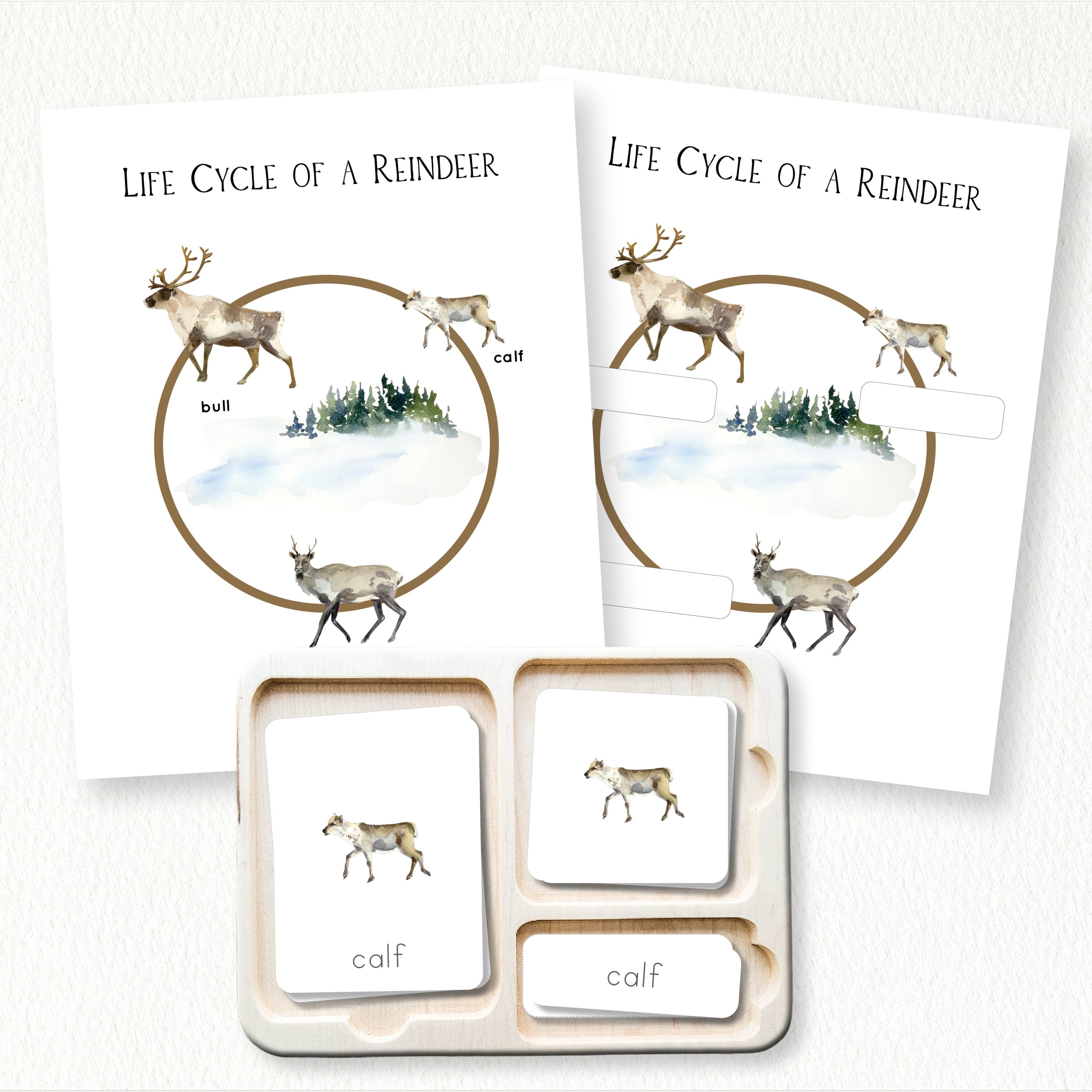 Life Cycle of a Reindeer | 3 Sets Nomenclature Christmas Science Ages 4 ...