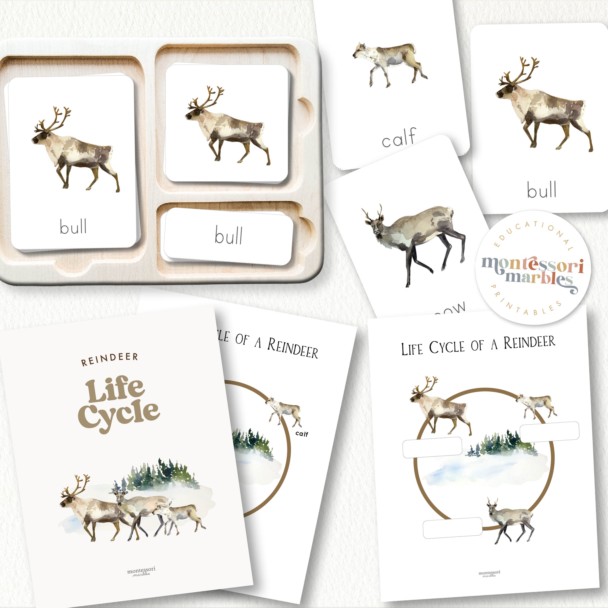 Life Cycle of a Reindeer | 3 Sets Nomenclature Christmas Science Ages 4 ...