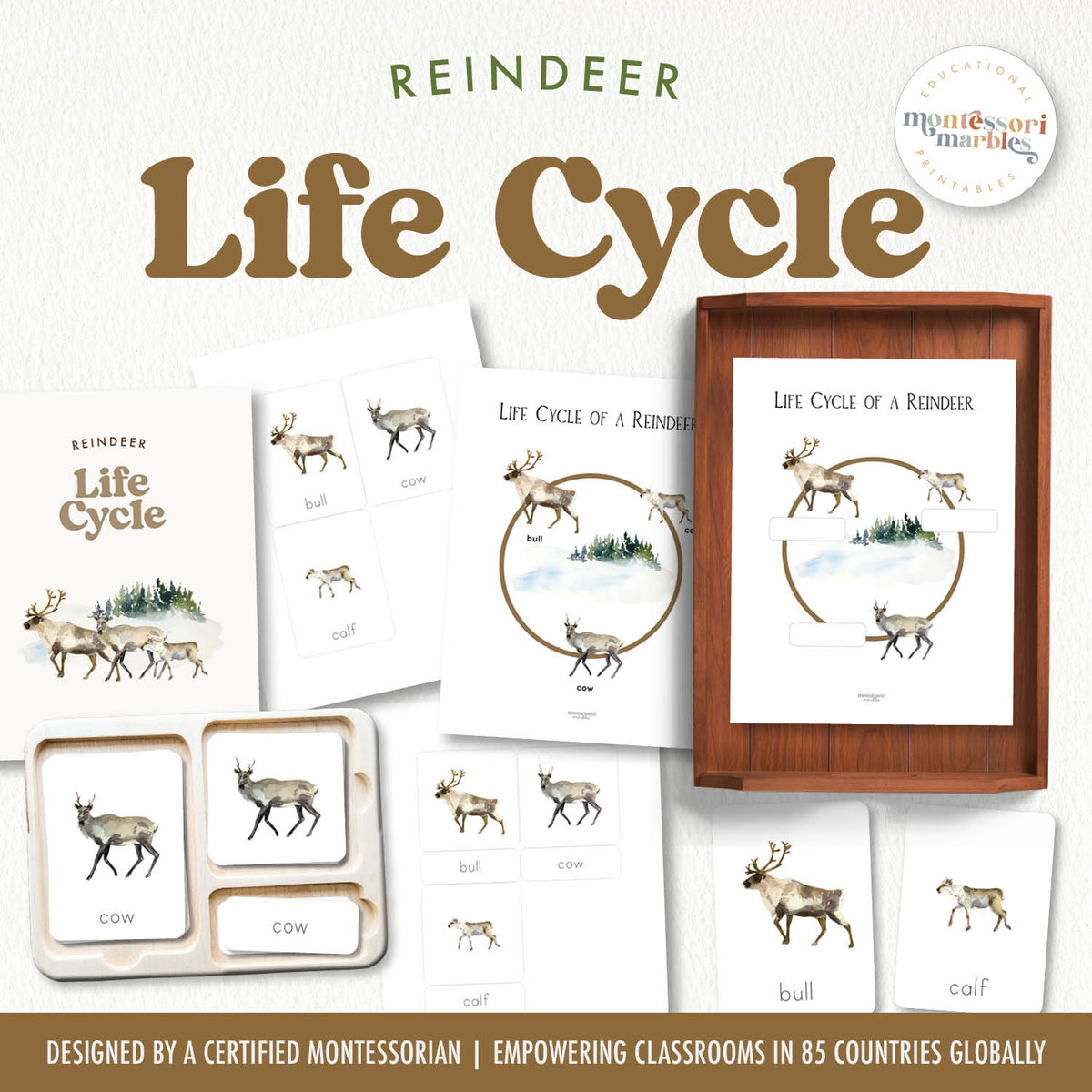 Life Cycle of a Reindeer – Montessori Marbles