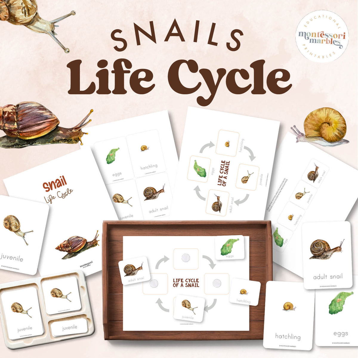Snail Life Cycle | Montessori Science Ages 4-8 | Invertebrates Study ...