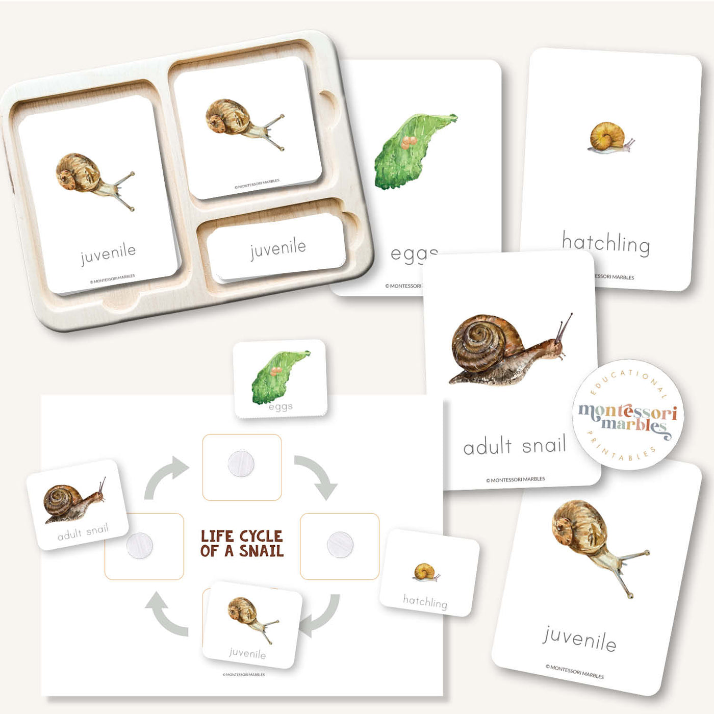 Snail Life Cycle | Montessori Science Ages 4-8 | Invertebrates Study ...