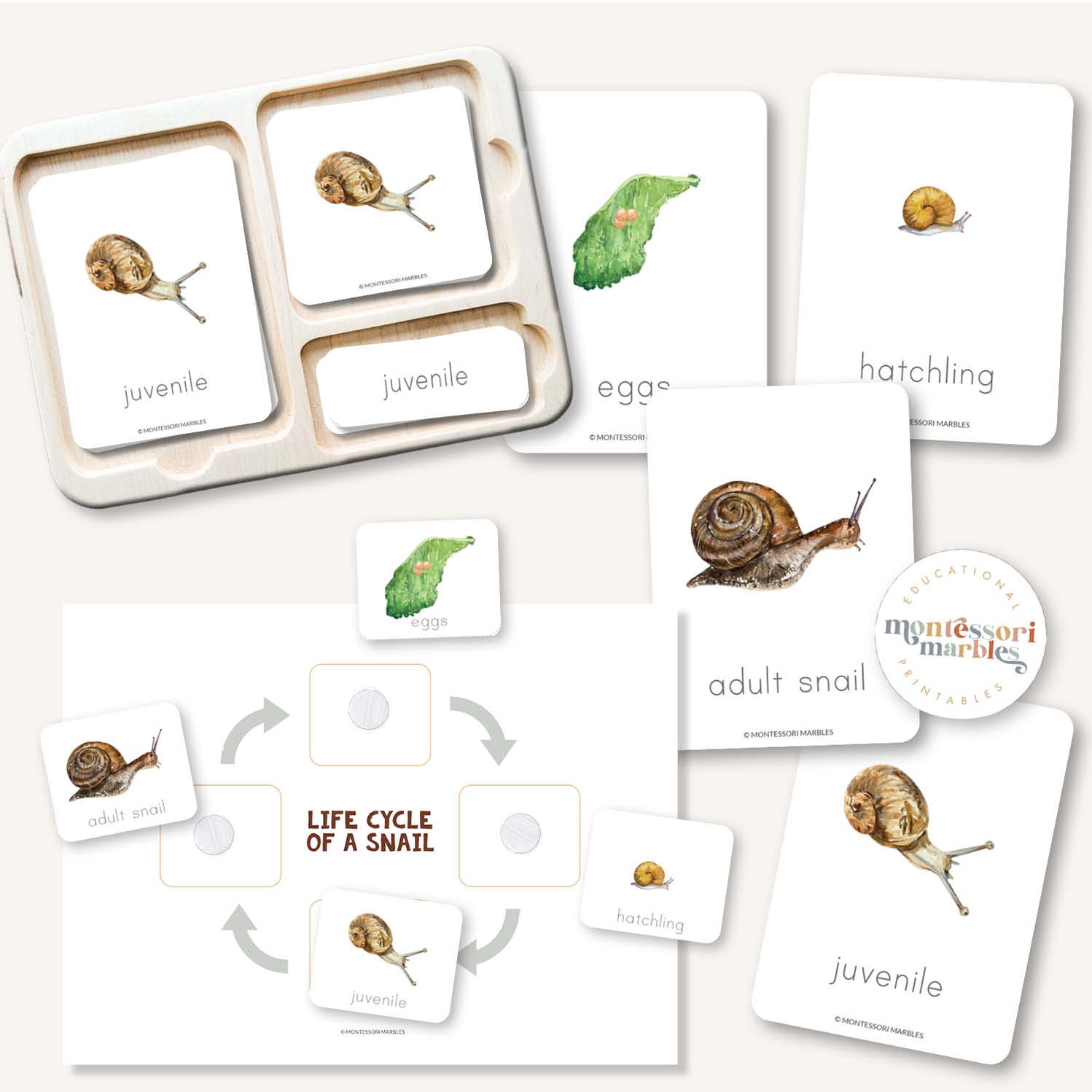 Snail Life Cycle | Montessori Science Ages 4-8 | Invertebrates Study ...