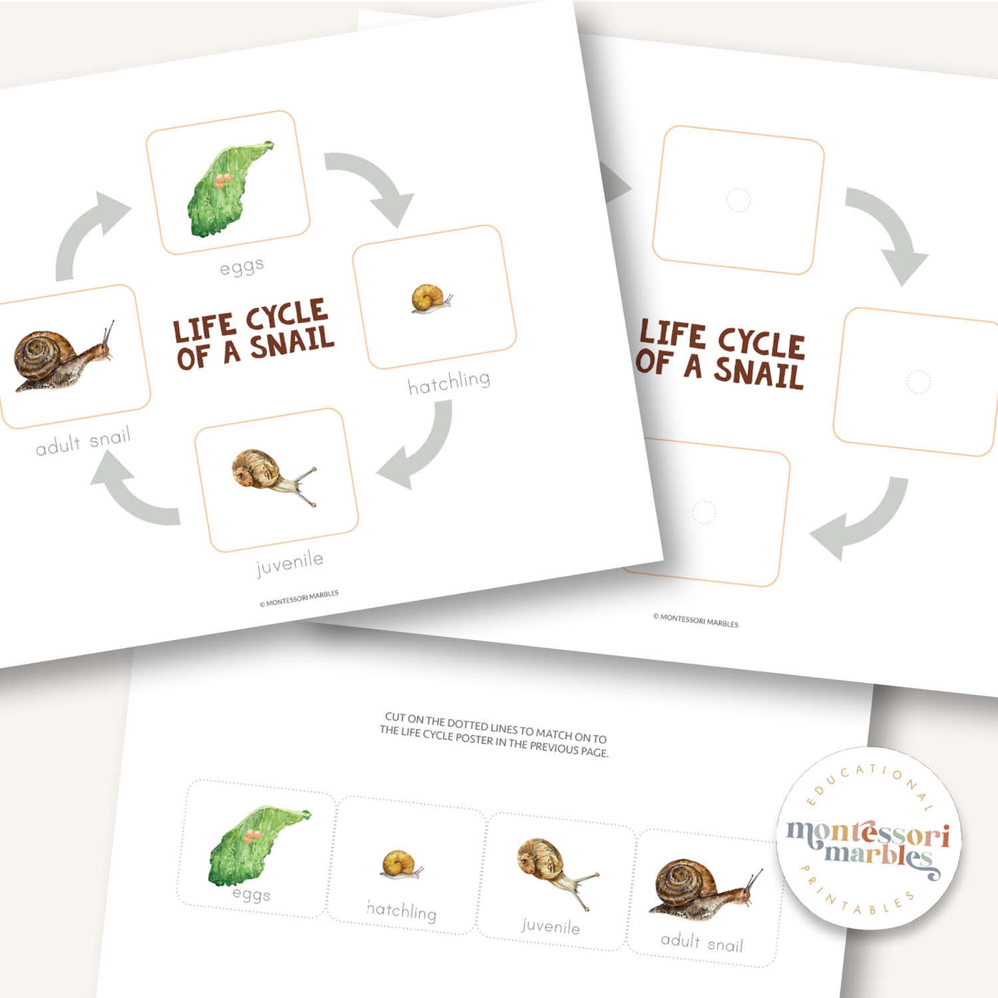 Snail Life Cycle | Montessori Science Ages 4-8 | Invertebrates Study ...
