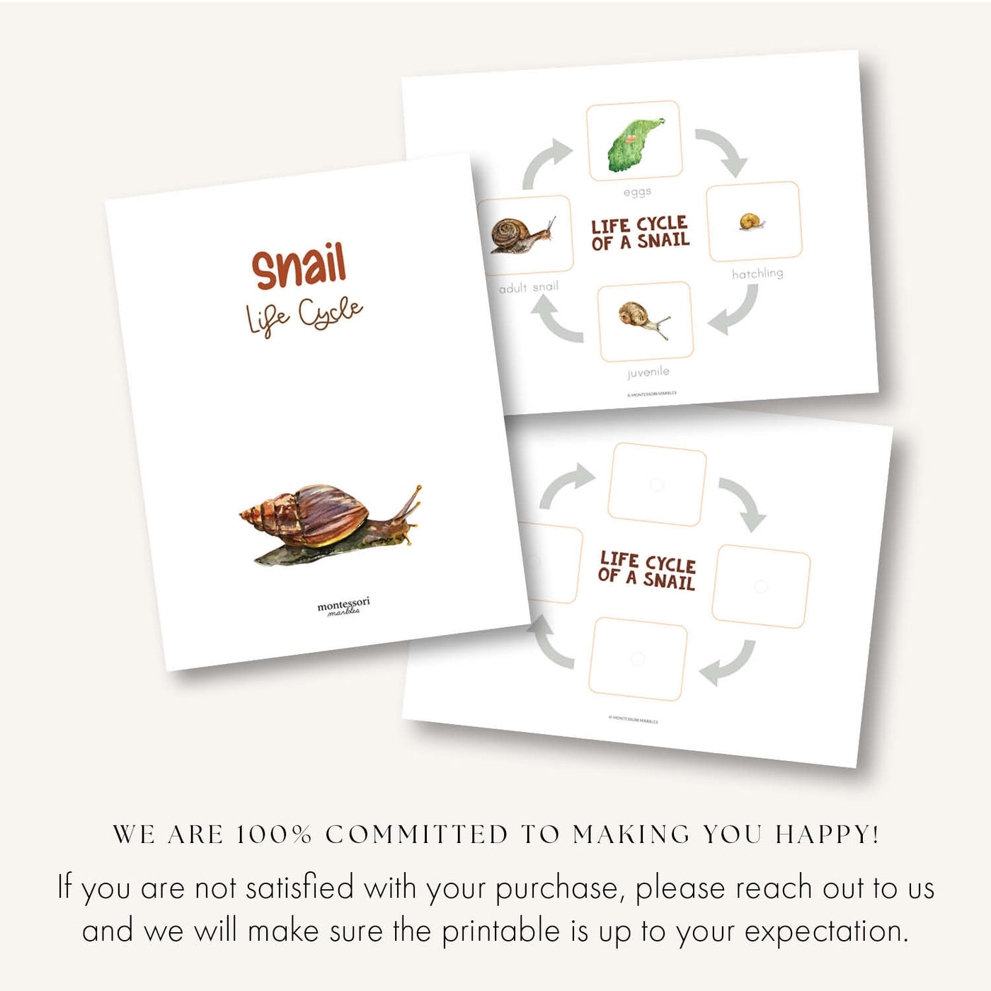 Snail Life Cycle | Montessori Science Ages 4-8 | Invertebrates Study ...