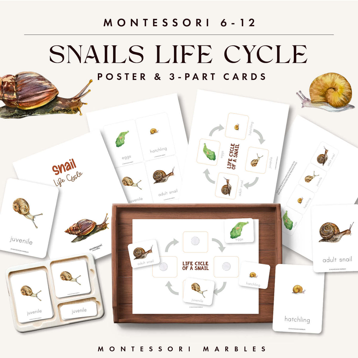snail-life-cycle-montessori-science-ages-4-8-invertebrates-study