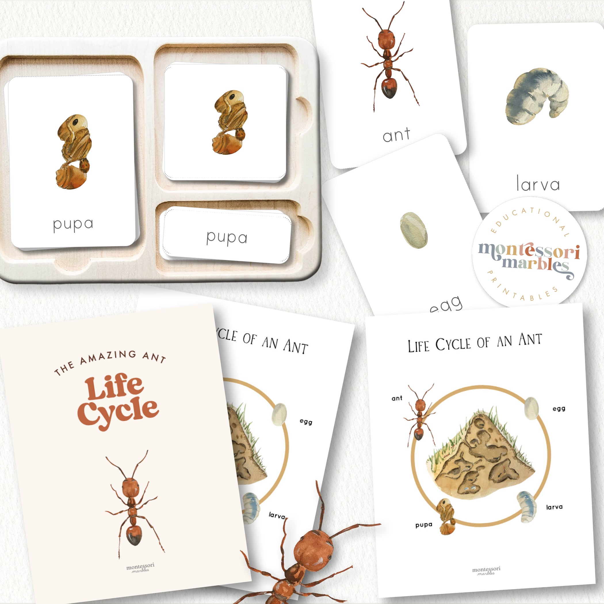 Ant Life Cycle Cards | Insect Science Activity Ages 5-9 PDF ...