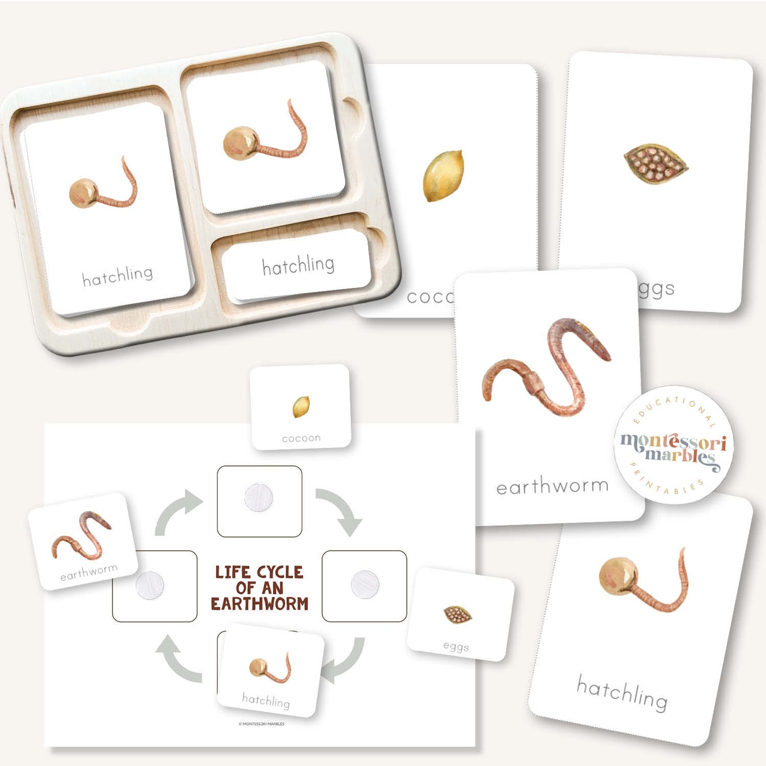 Earthworm Life Cycle 3 Part Cards | Montessori Science PDF — Montessori ...