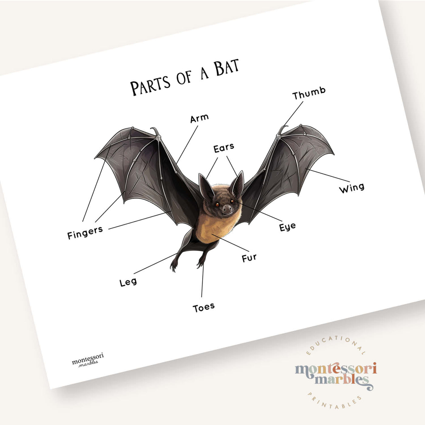 Parts of a Bat | 2 Pages Labeling Poster Zoology Science Ages 5-8 ...