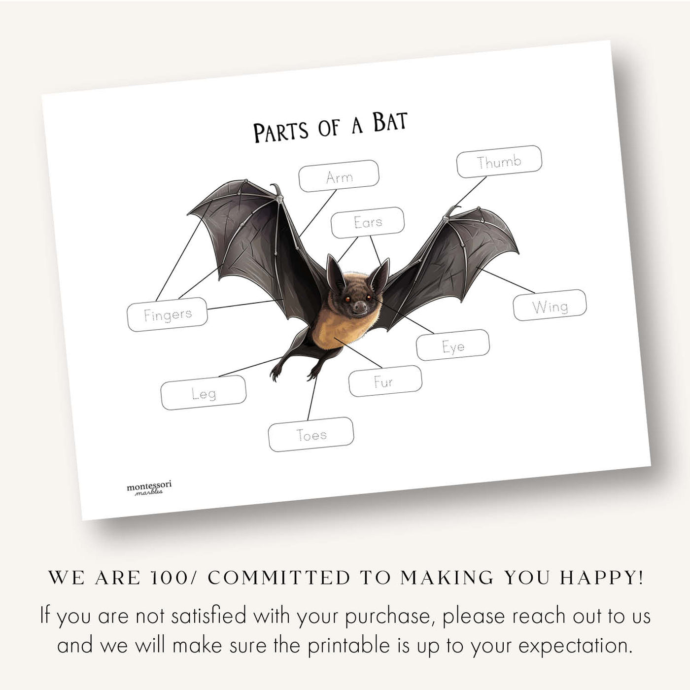 Parts of a Bat | 2 Pages Labeling Poster Zoology Science Ages 5-8 ...