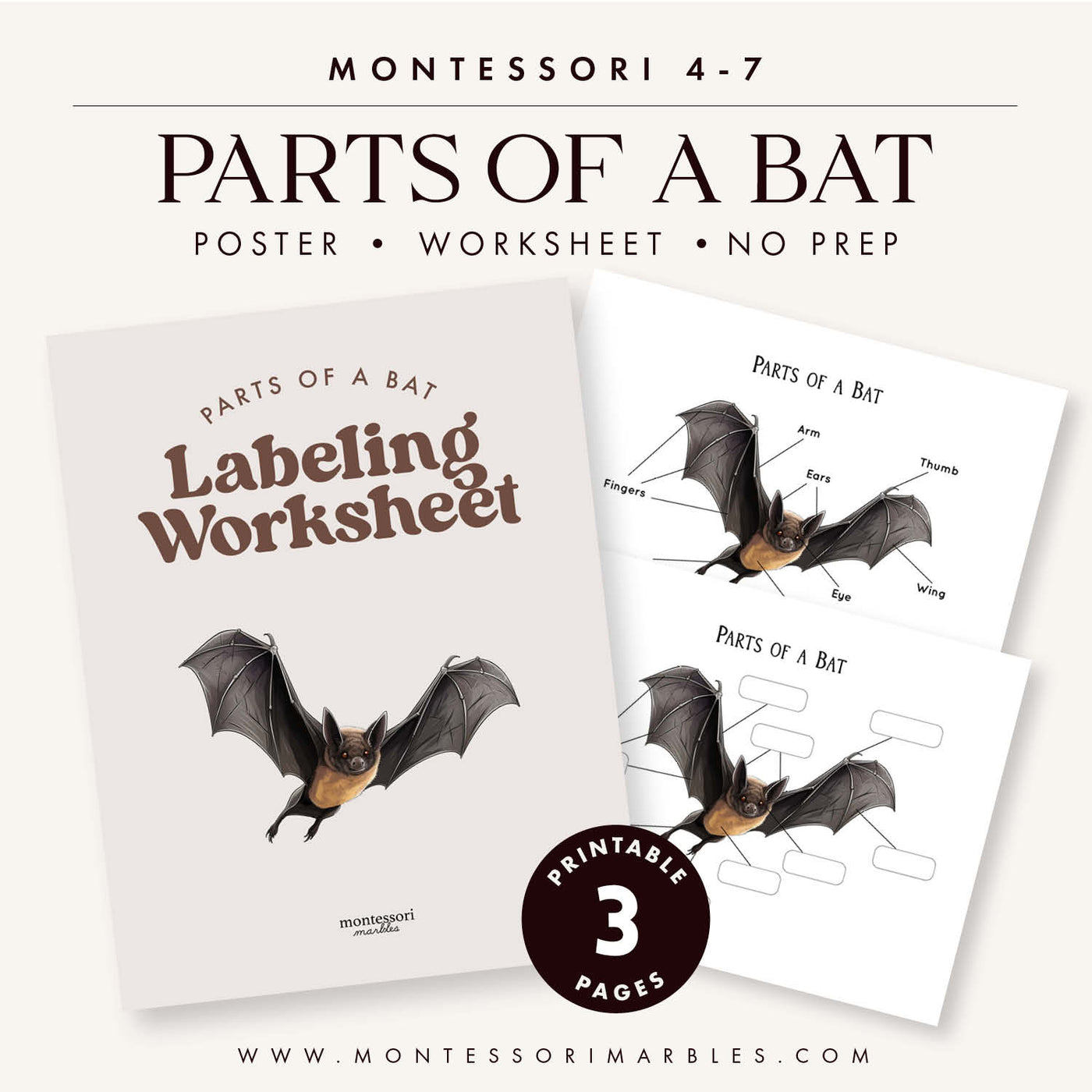 Parts of a Bat | 2 Pages Labeling Poster Zoology Science Ages 5-8 ...