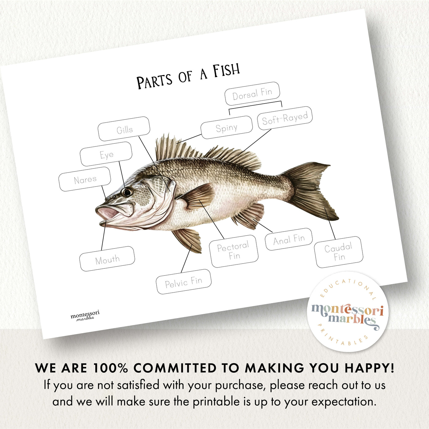 Parts of a Fish | 2 Pages Labeling Poster Zoology Science Ages 5-8 ...