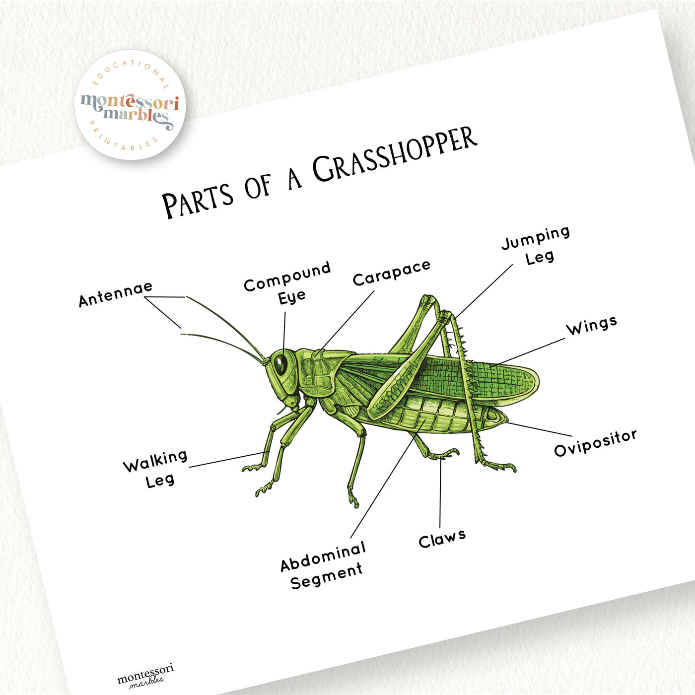 Parts of a Grasshopper | 2 Pages Labeling Poster Insect Anatomy Ages 5 ...
