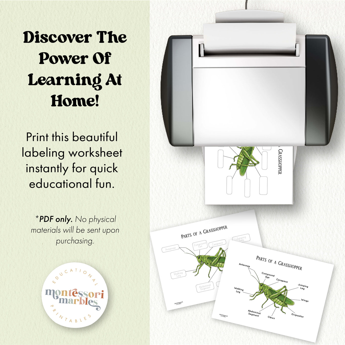 Parts of a Grasshopper | 2 Pages Labeling Poster Insect Anatomy Ages 5 ...