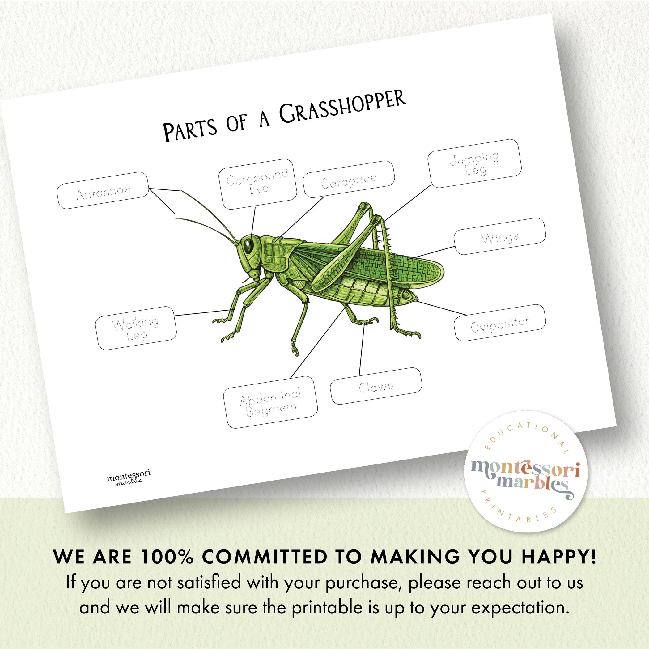Parts of a Grasshopper | 2 Pages Labeling Poster Insect Anatomy Ages 5 ...