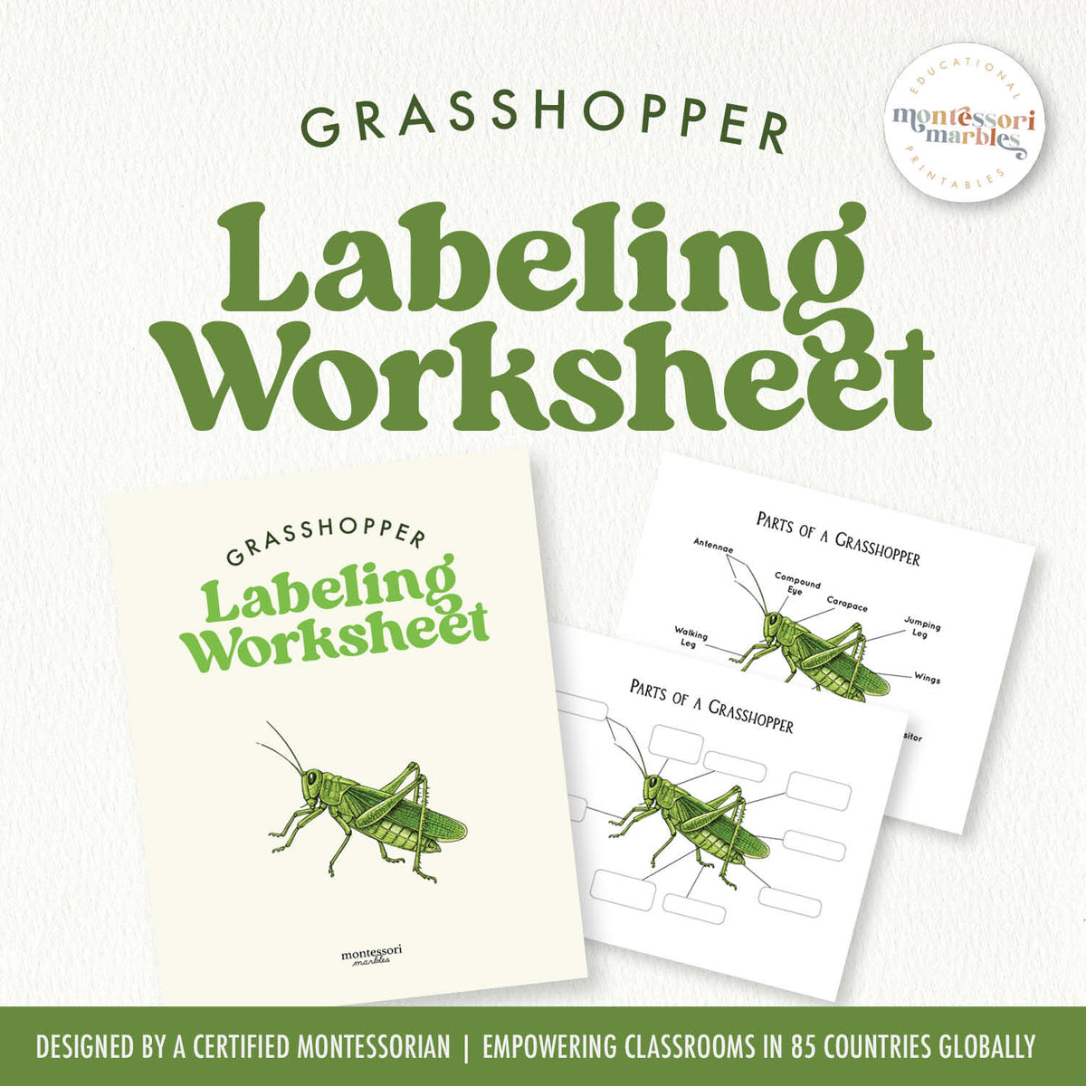 Parts of a Grasshopper | 2 Pages Labeling Poster Insect Anatomy Ages 5 ...