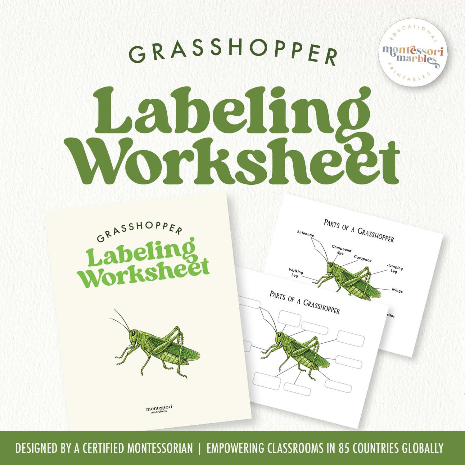 Parts of a Grasshopper | 2 Pages Labeling Poster Insect Anatomy Ages 5 ...