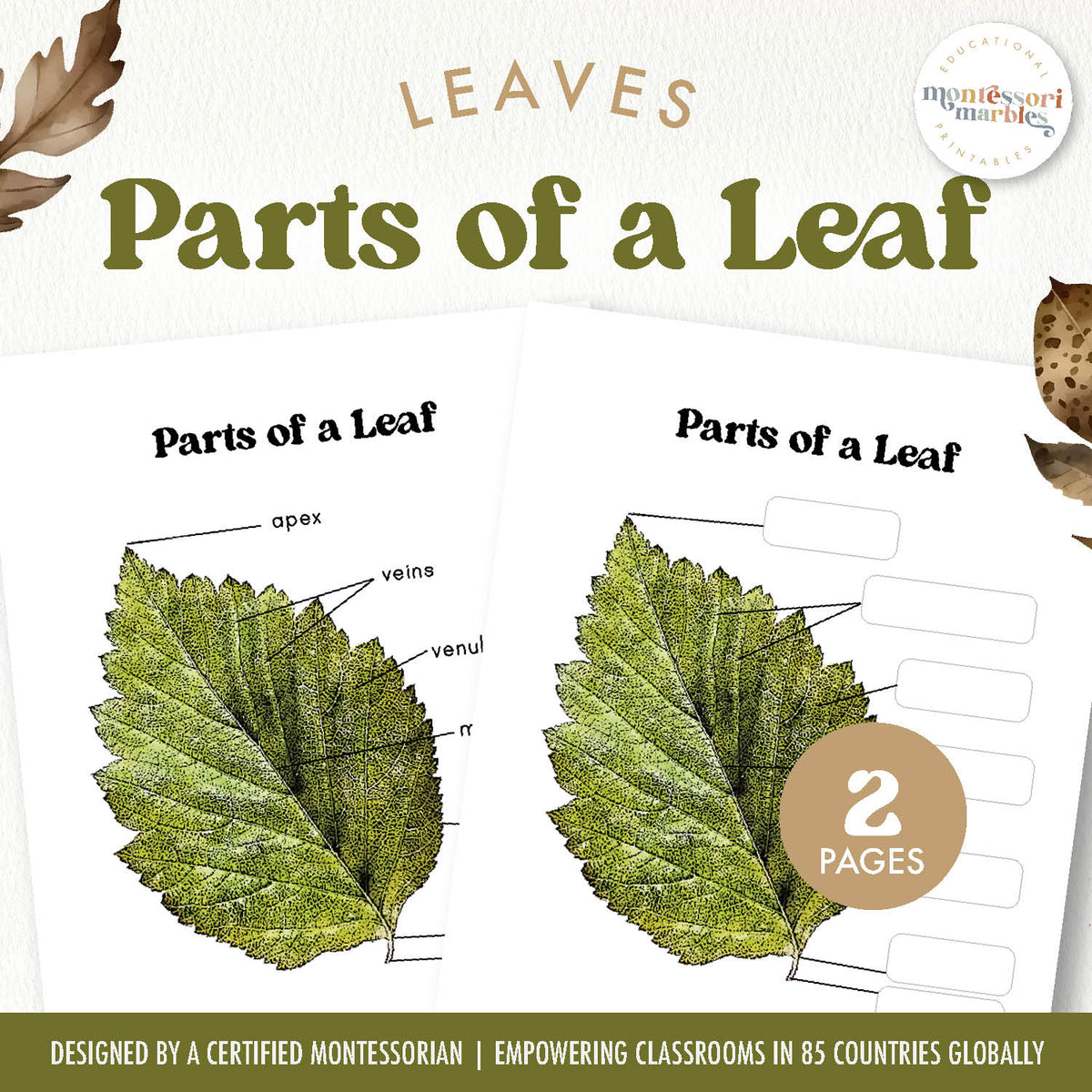 Parts of a Leaf | 2 Pages Labeling Poster Botany Science Ages 5-8 ...