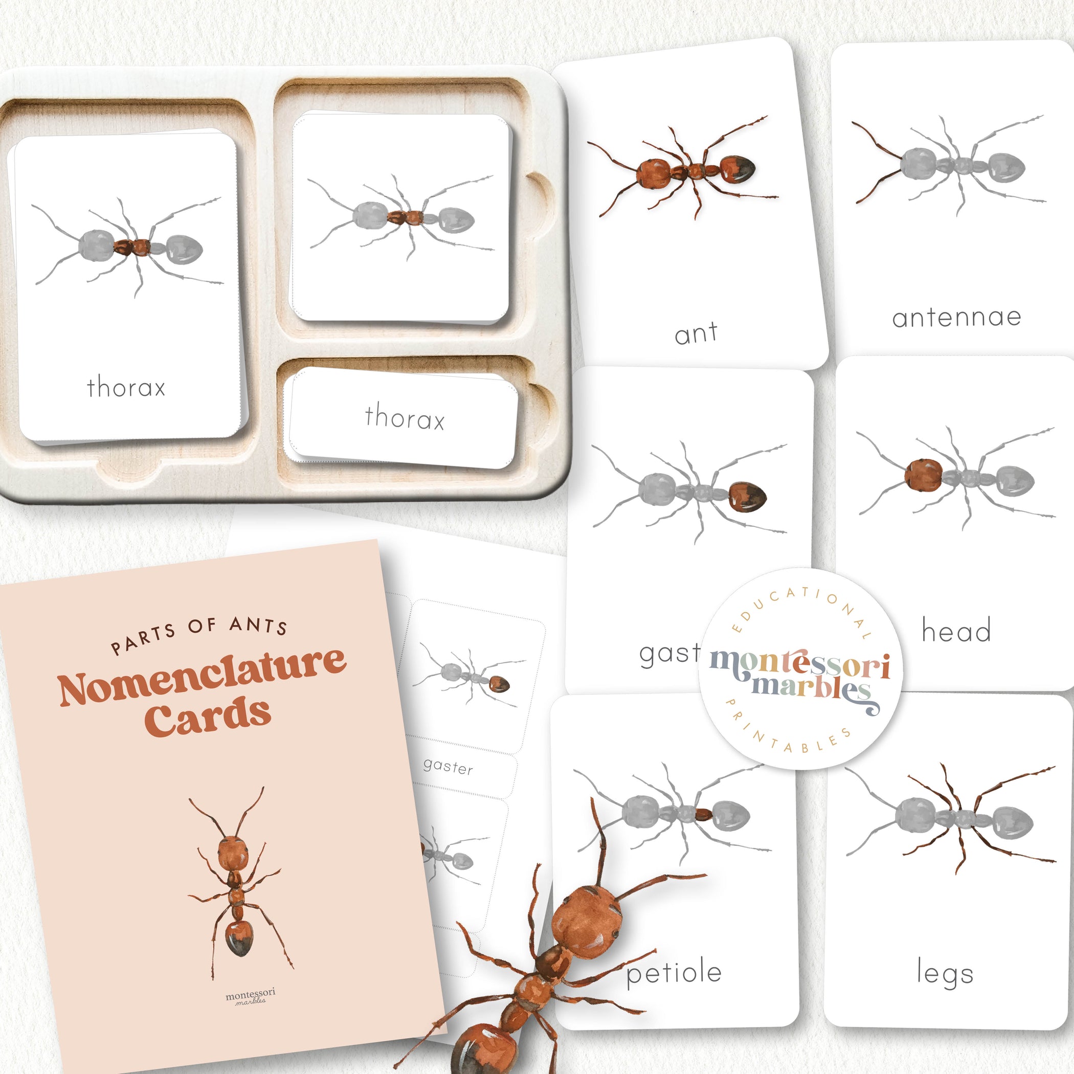 Parts of an Ant Nomenclature Cards | 3-Part Insect Anatomy Ages 5-8 ...