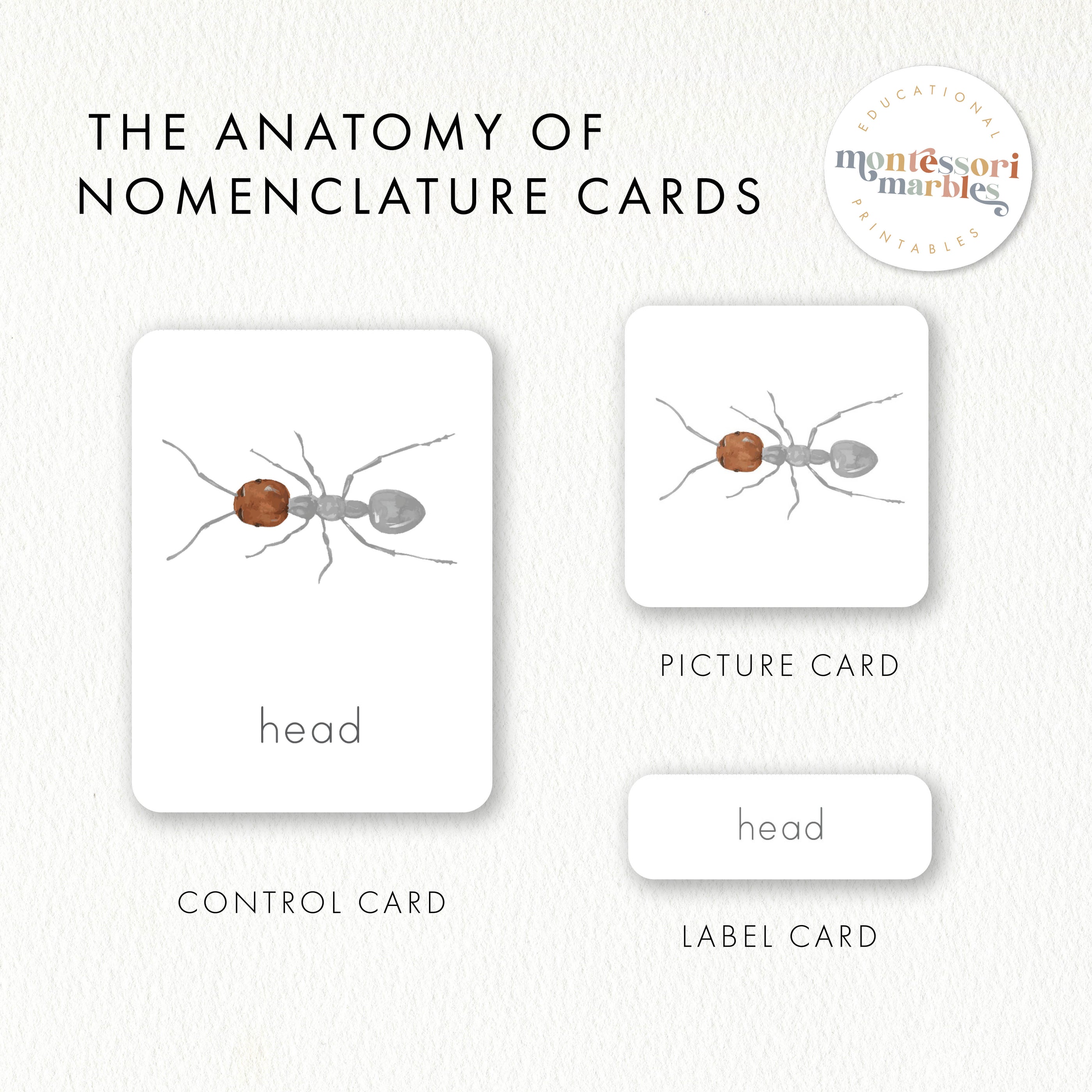 Parts of an Ant Nomenclature Cards | 3-Part Insect Anatomy Ages 5-8 ...