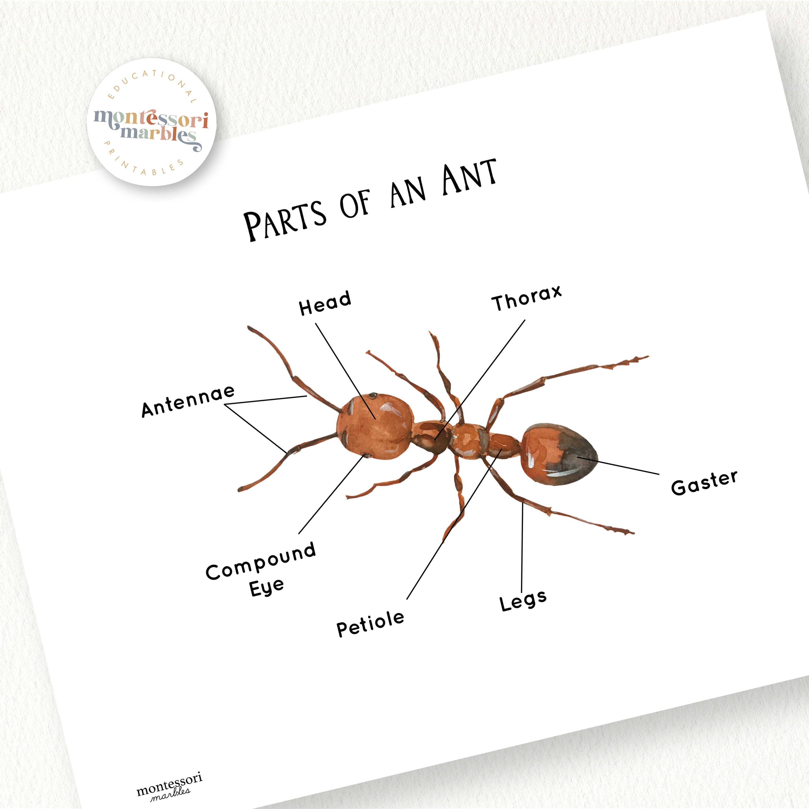 Parts of an Ant | 2 Pages Labeling Poster Insect Anatomy Ages 5-8 ...